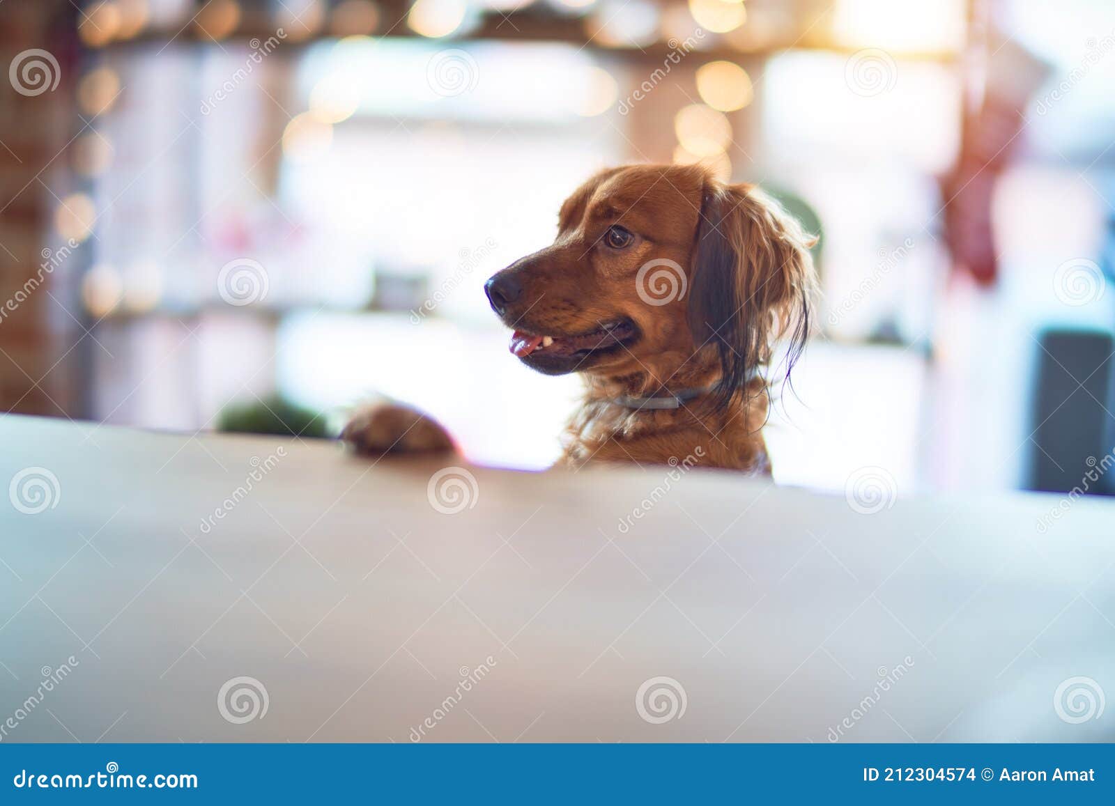 Adorable Dog on Table at Home Stock Photo - Image of indoor, decor ...