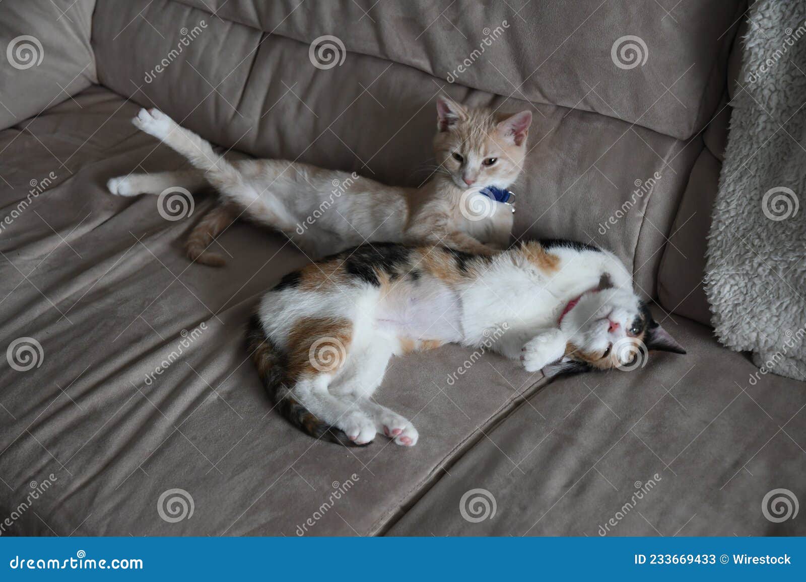Adorable Domestic Kittens on a Couch Stock Image - Image of domestic ...
