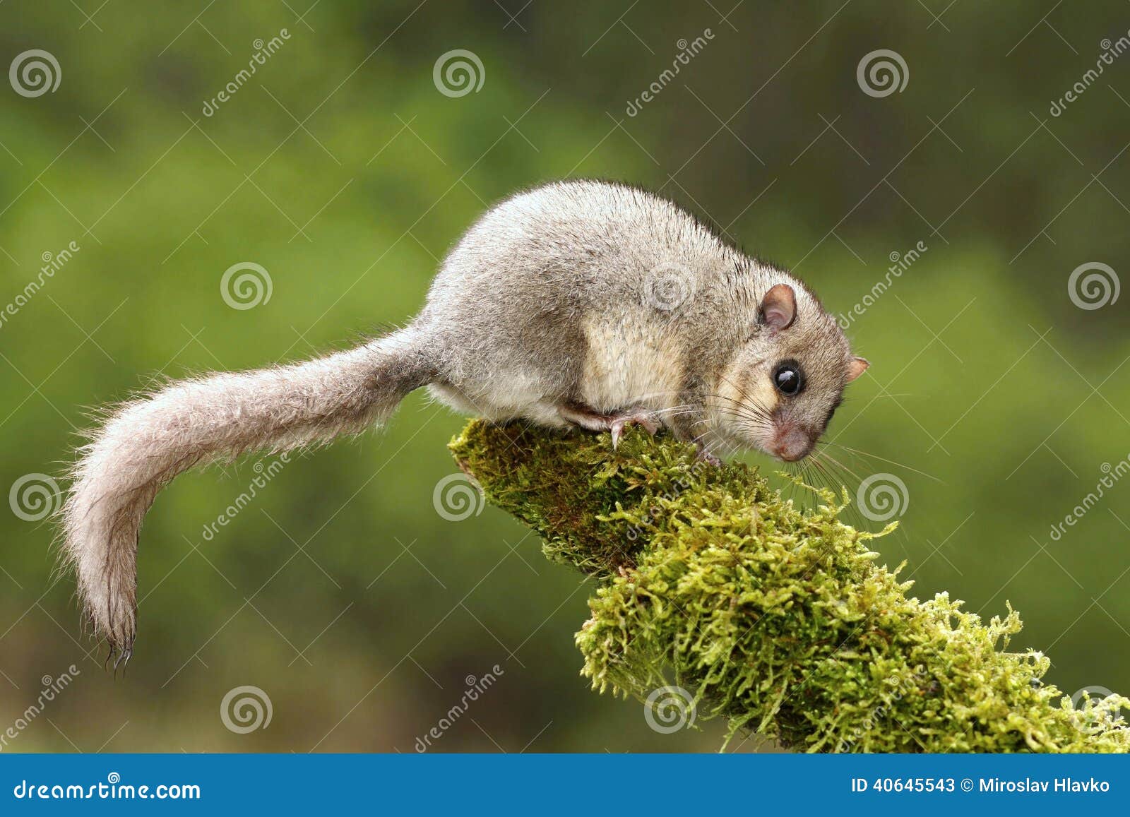 Adorable dormouse stock image. Image of sweet, nature - 40645543