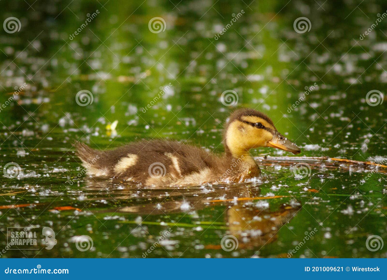 Adorable Duckling Swimming in a Pond Stock Image - Image of duckling ...