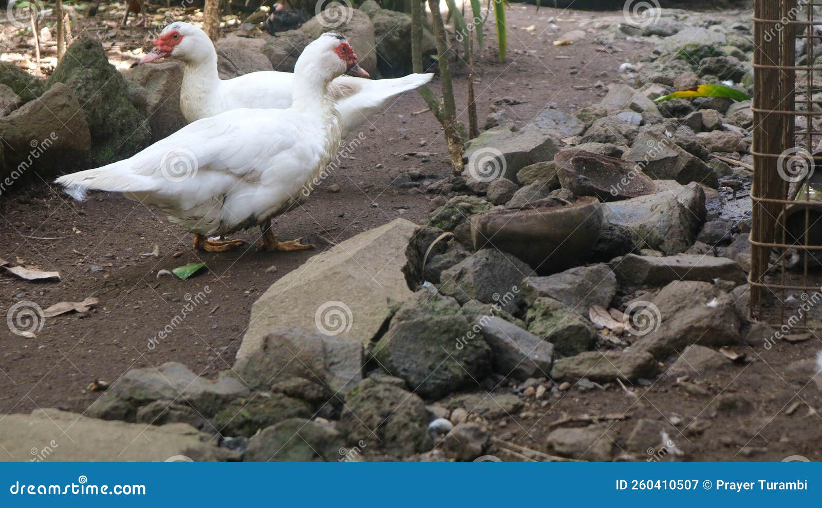 Adorable Ducks at a Farm in the Village Stock Image - Image of pasture ...