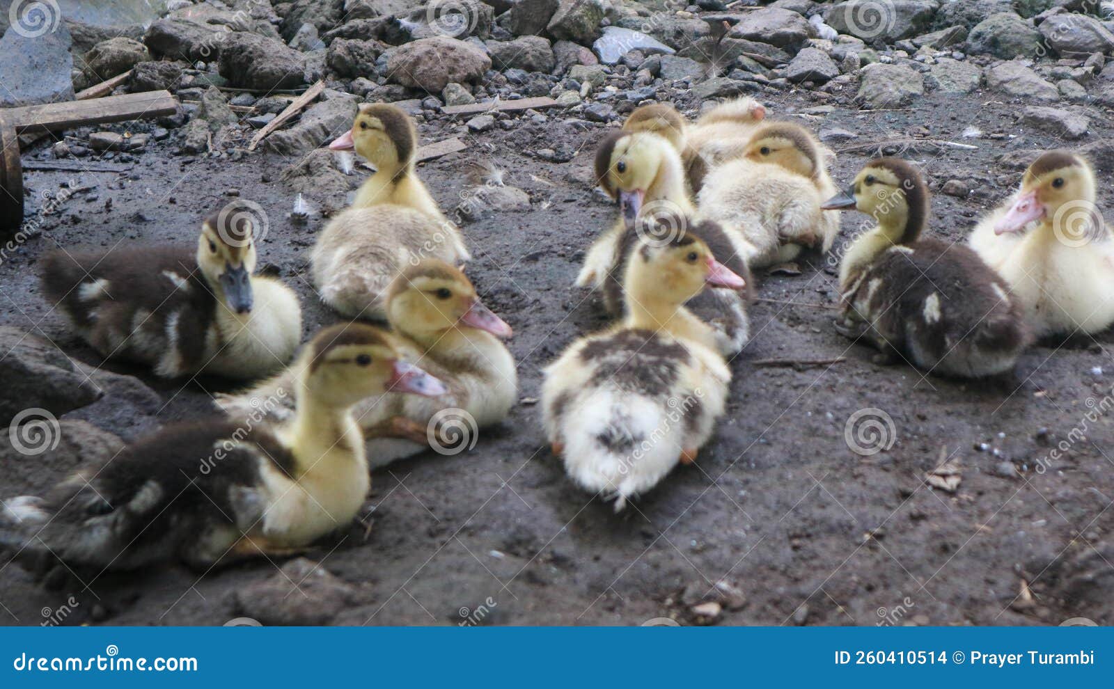 Adorable Ducks at a Farm in the Village Stock Photo - Image of newborn ...