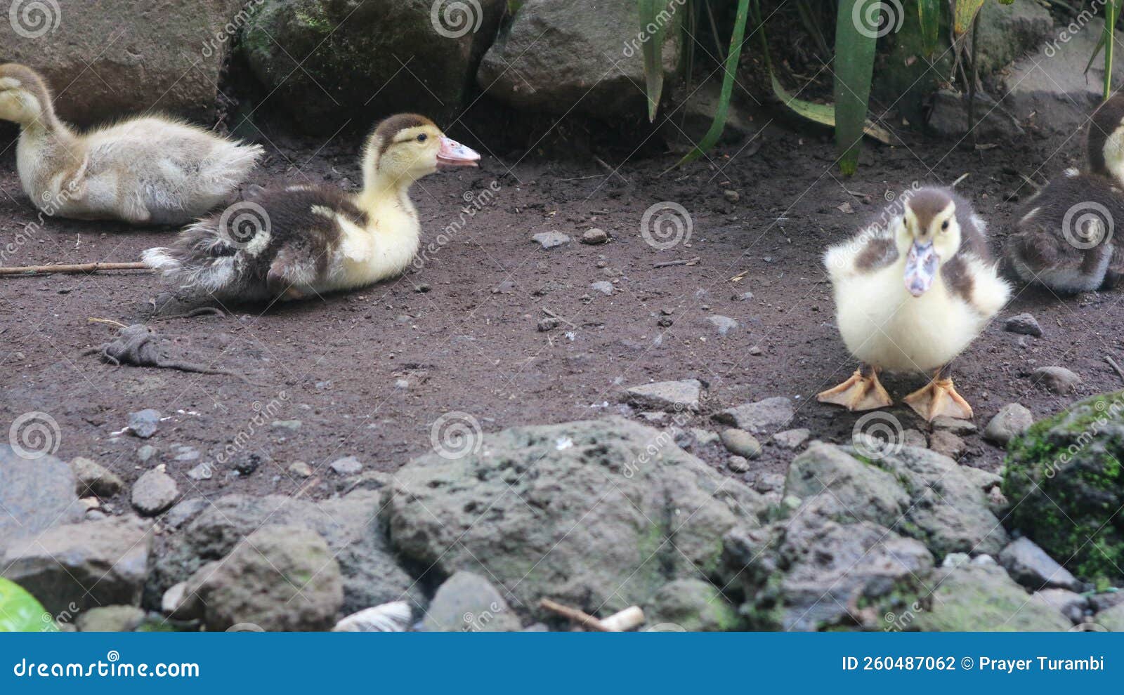 Adorable Ducks at a Farm in the Village Stock Photo - Image of group ...