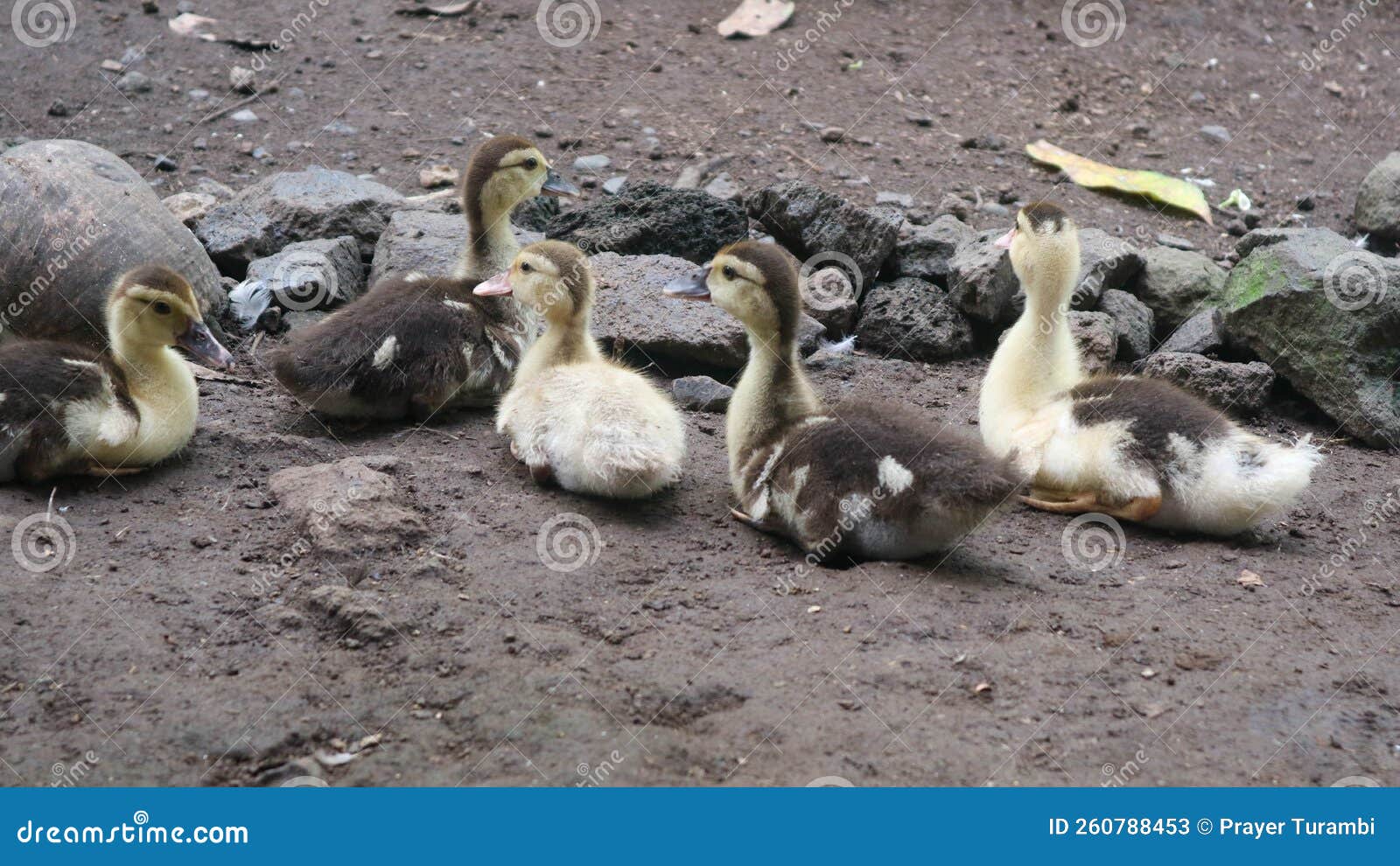 Adorable Ducks at a Farm in the Village Stock Image - Image of family ...