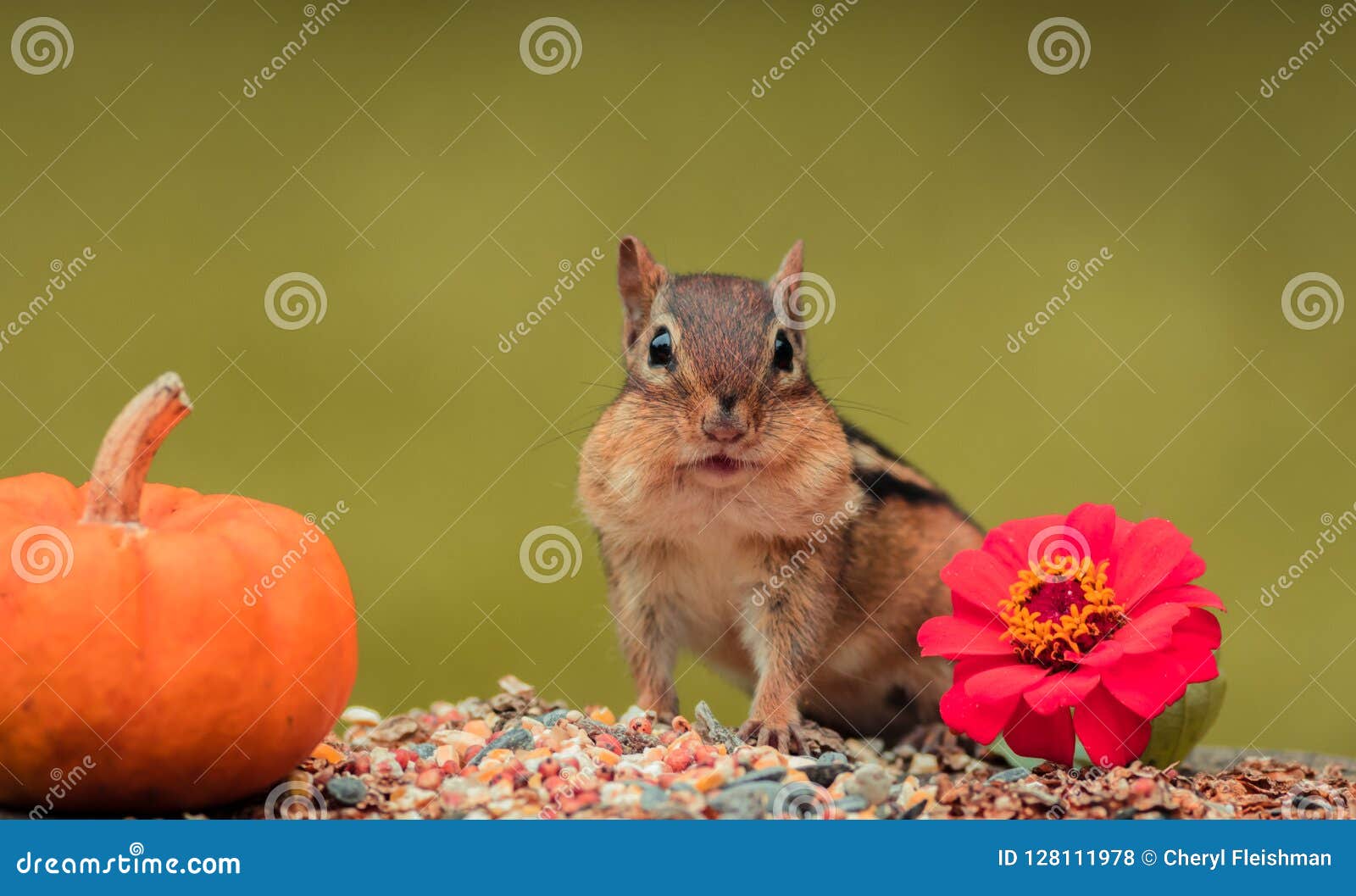 Adorable Eastern Chipmunk Looks Up In A Soft Woodland Autumn Scene ...
