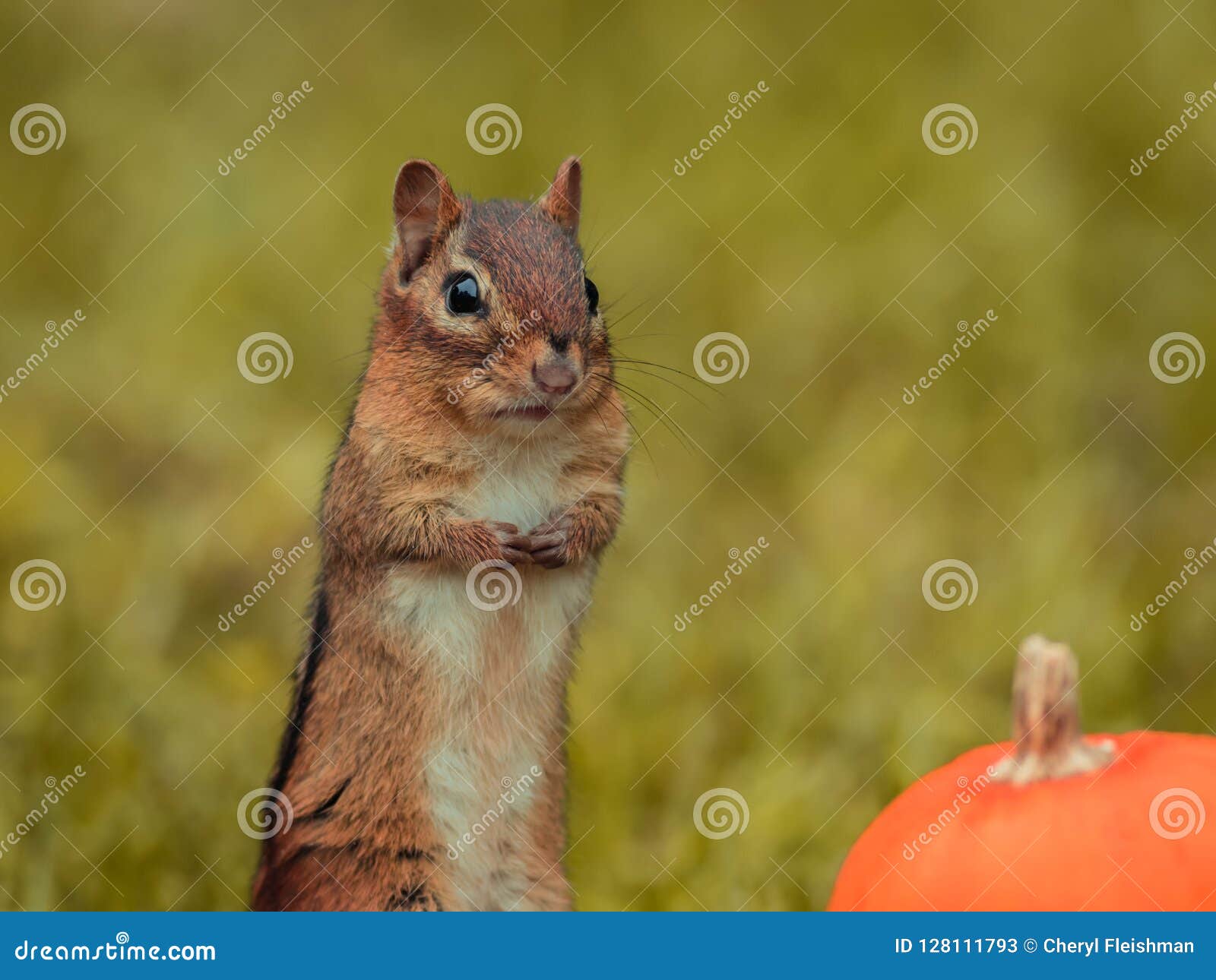 Adorable Eastern Chipmunk in the Fall Surrounded by Pumpkins and Mums ...