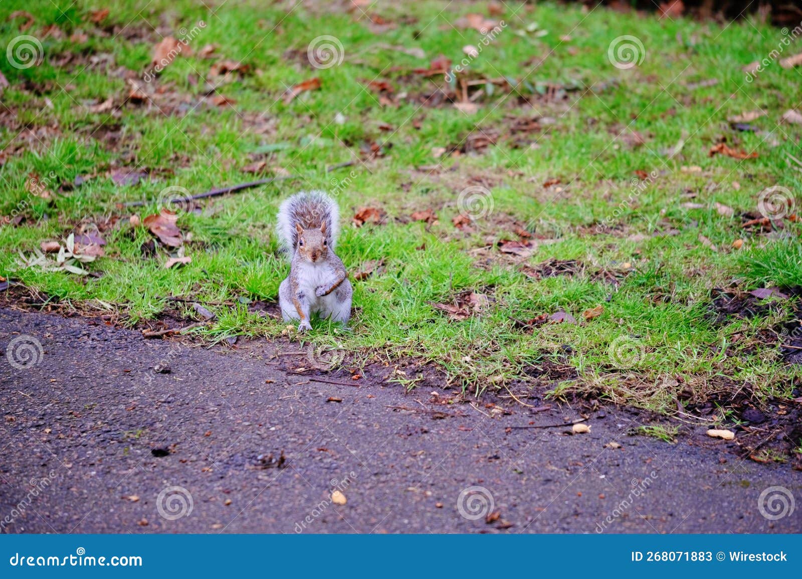 Adorable Eastern Gray Squirrel Staring at the Camera Standing on Green ...