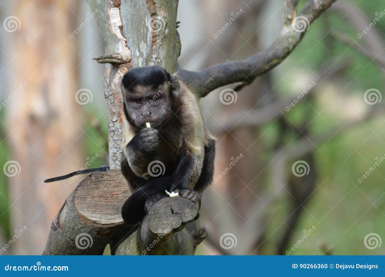 Adorable Eating Brown Capuchin Monkey in a Tree Stock Photo - Image of ...