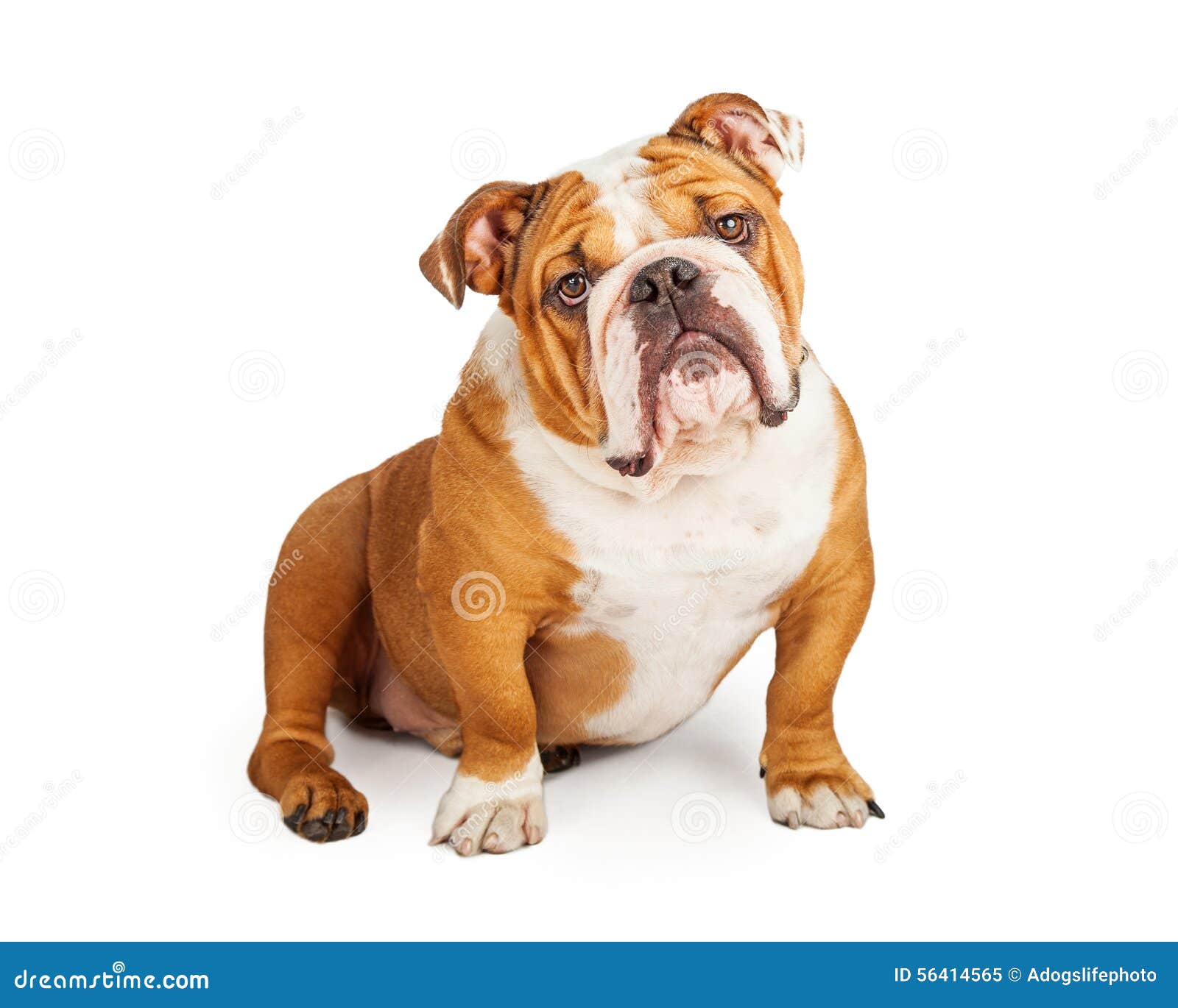 Adorable English Bulldog Looking into the Camera Stock Image - Image of ...