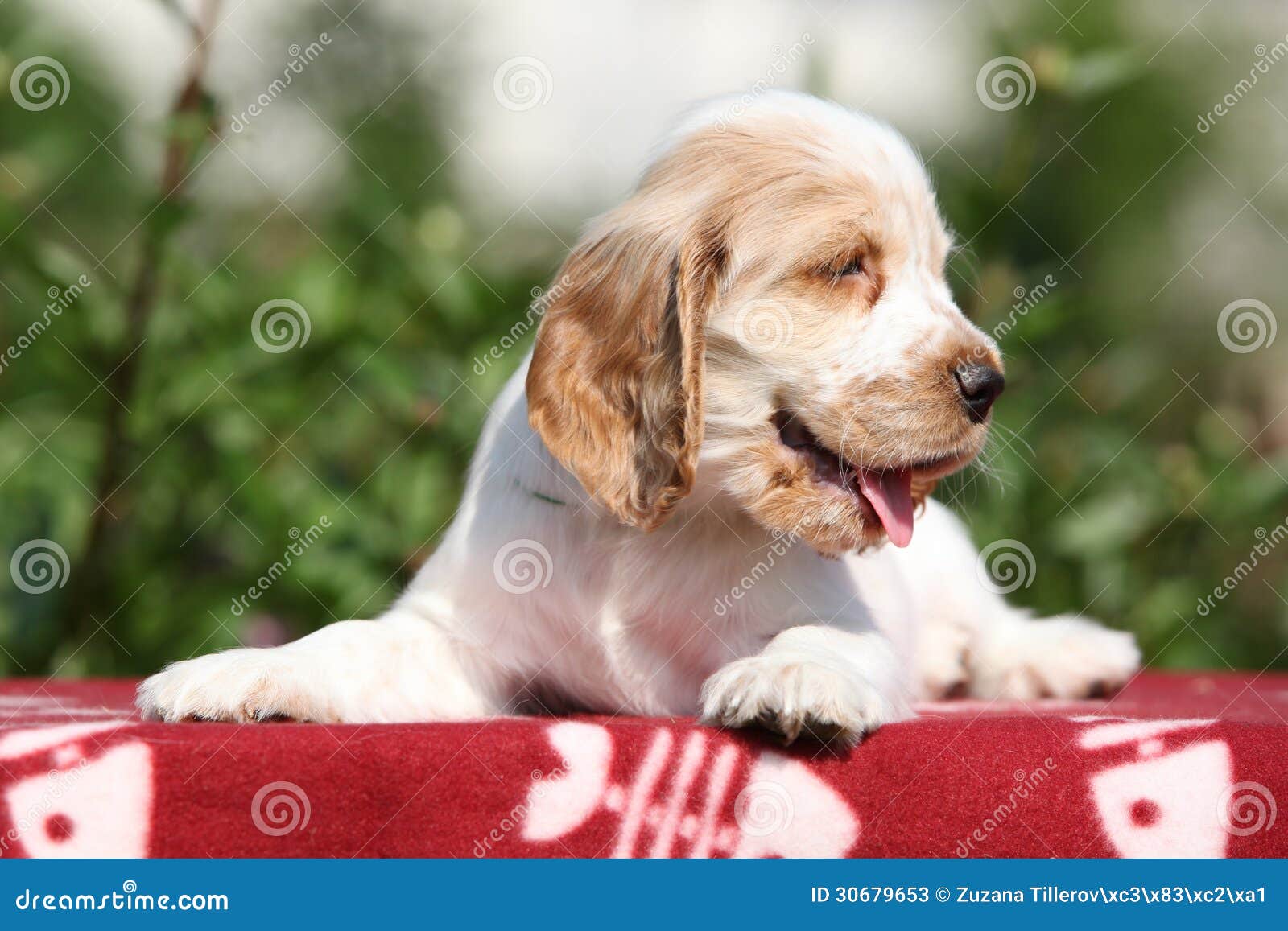 Adorable English Cocker Spaniel Puppy Stock Image - Image of small ...