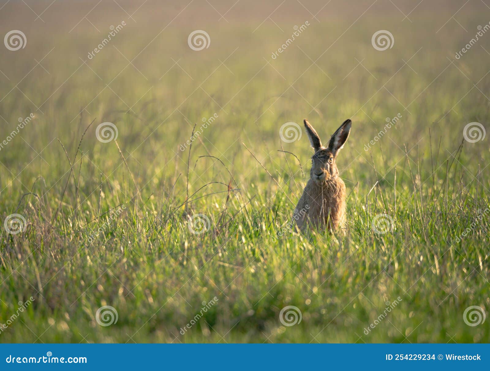 Adorable European Hare in the Green Field Stock Photo - Image of green ...