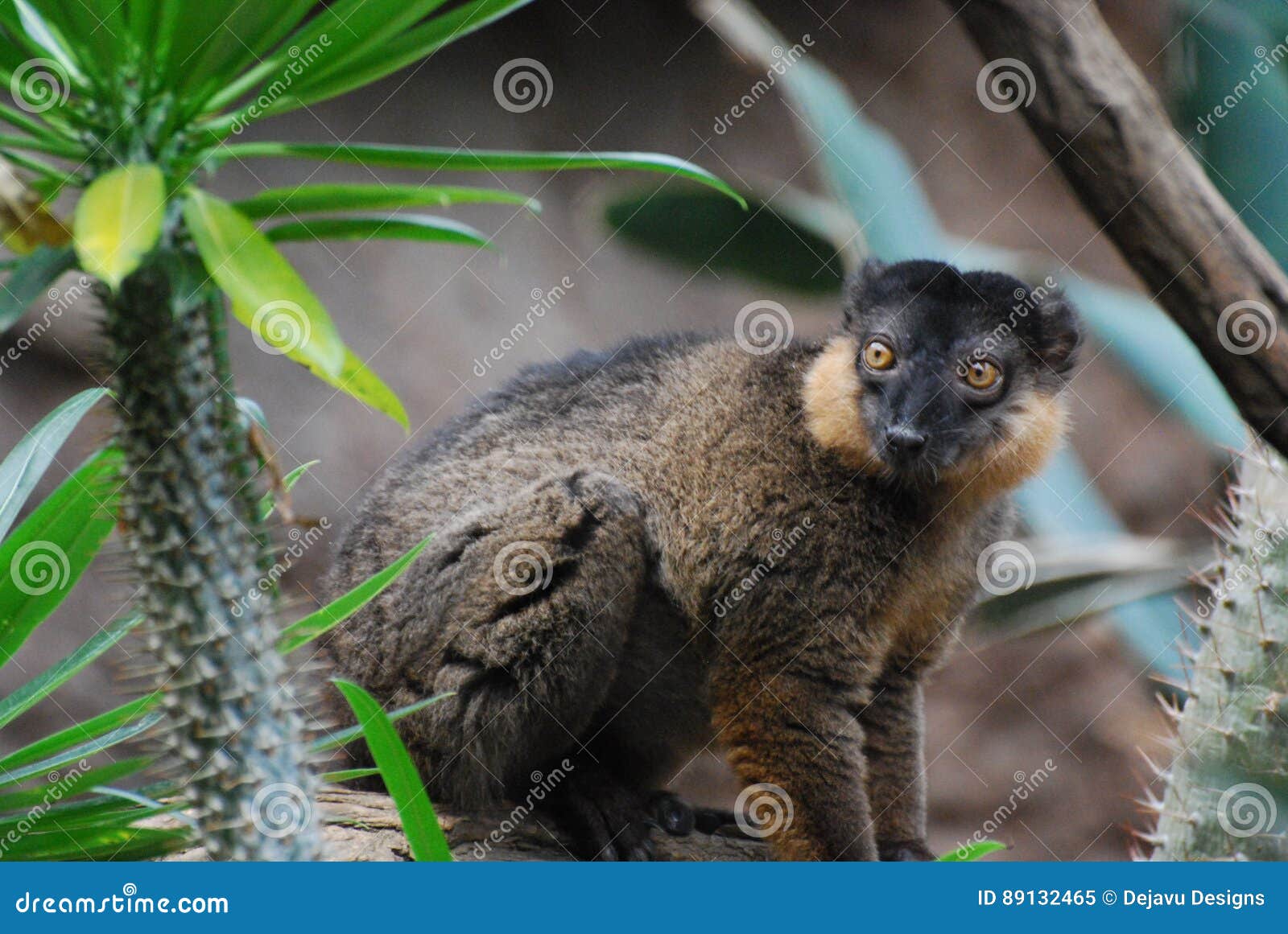 Adorable Face of a Red Collared Brown Lemur Stock Image - Image of ...