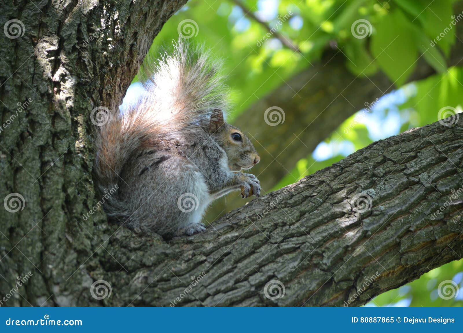 Adorable Face of a Squirrel in a Tree Stock Image - Image of face ...