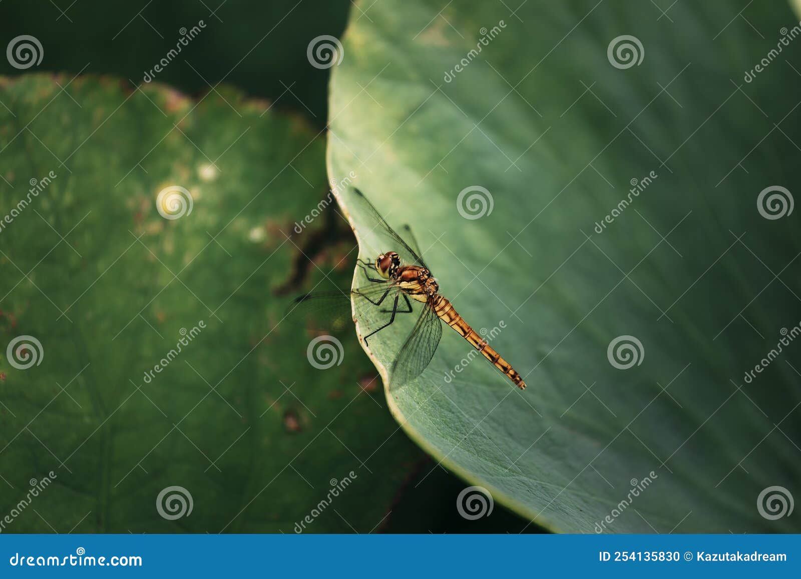 Adorable and Familiar Creatures Stock Photo - Image of composedly ...