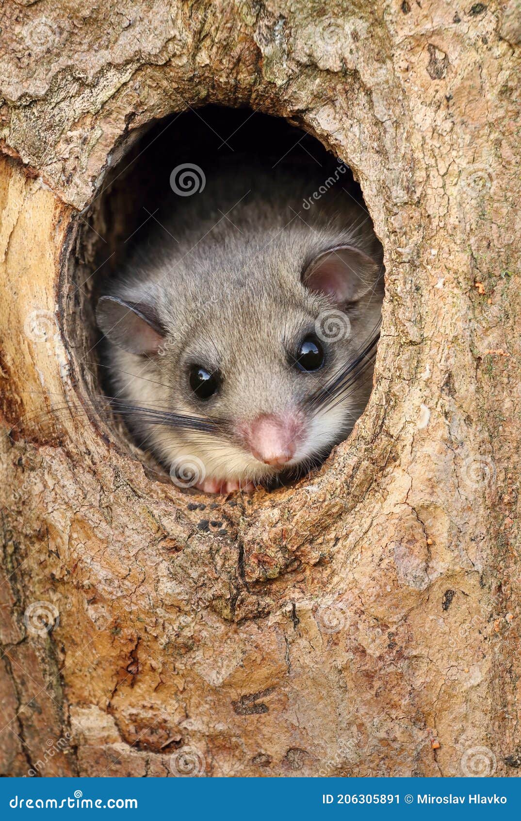 Adorable Fat Dormouse Glis Glis in Tree Trunk Cavity Stock Image ...