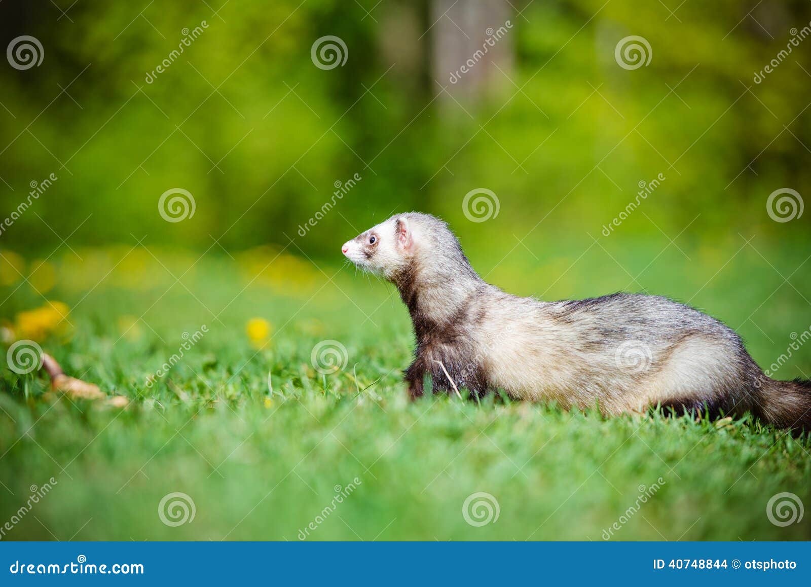 Adorable ferret outdoors stock photo. Image of animals - 40748844