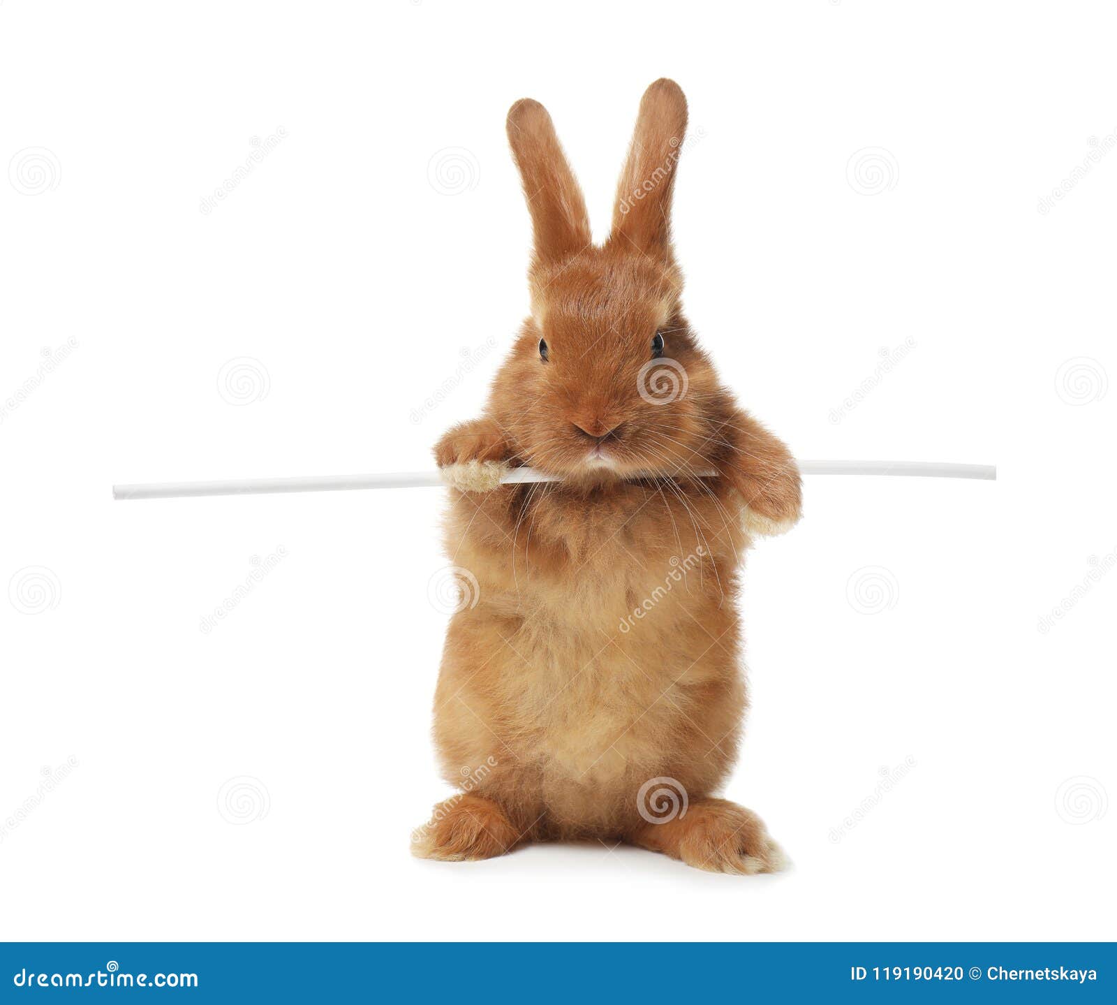 Adorable Fluffy Bunny Rabbit Stock Photo - Image of celebration ...