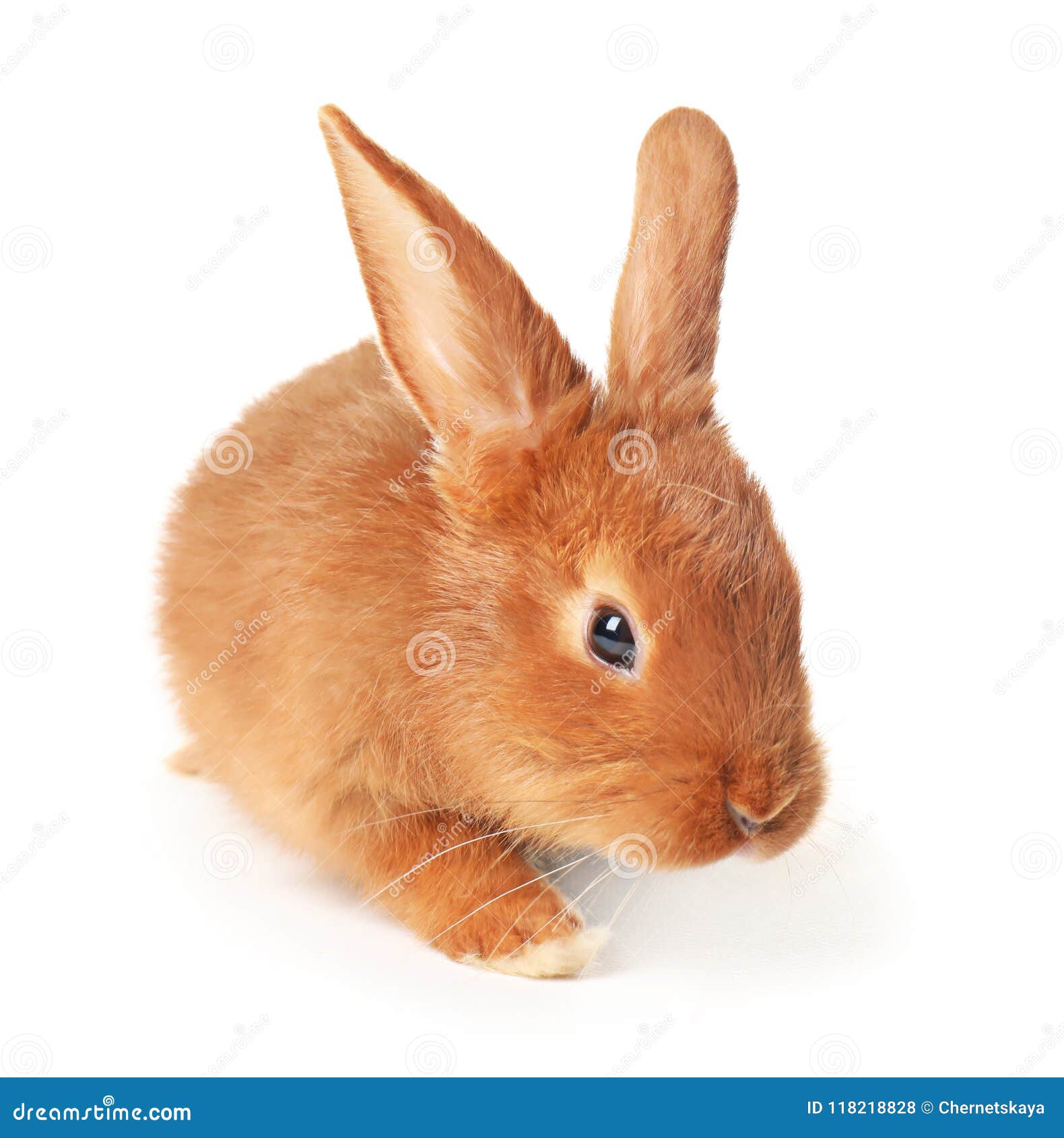 Adorable Bunny Rabbit on White Background Stock Photo - Image of ...