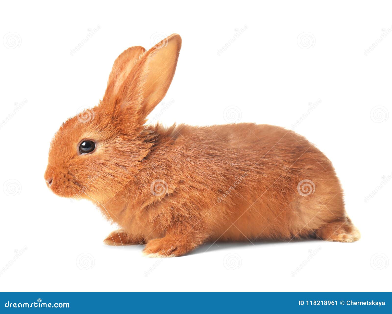 Bunny White Background