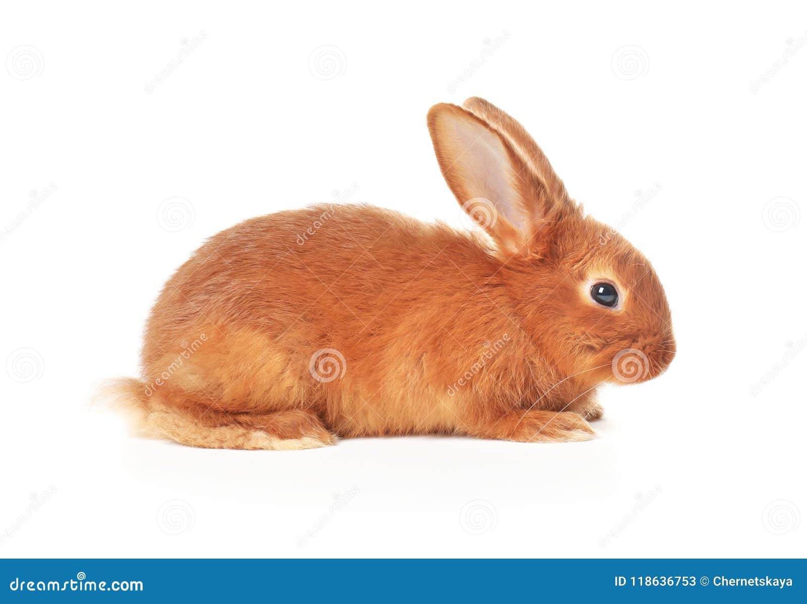 Adorable Fluffy Bunny Rabbit Stock Image - Image of cute, mammal: 118636753