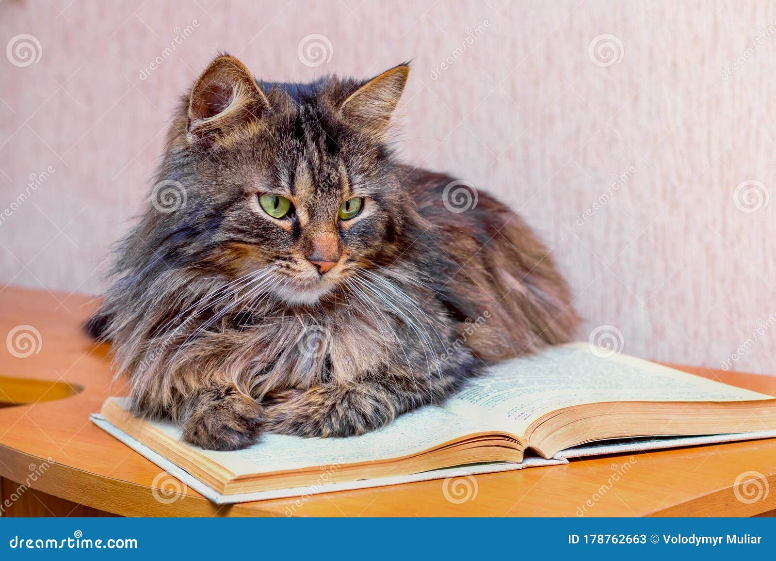 Adorable Fluffy Cat Near Open Book. Reading Interesting Books Stock ...