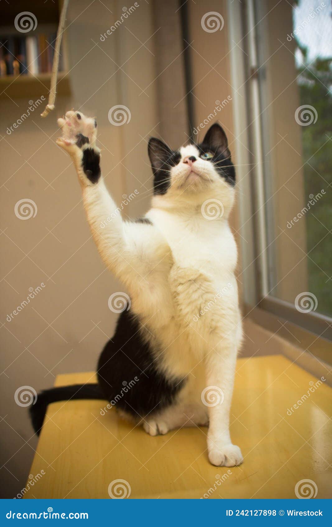 Adorable Fluffy Cat Playing with a String Stock Photo - Image of nails ...