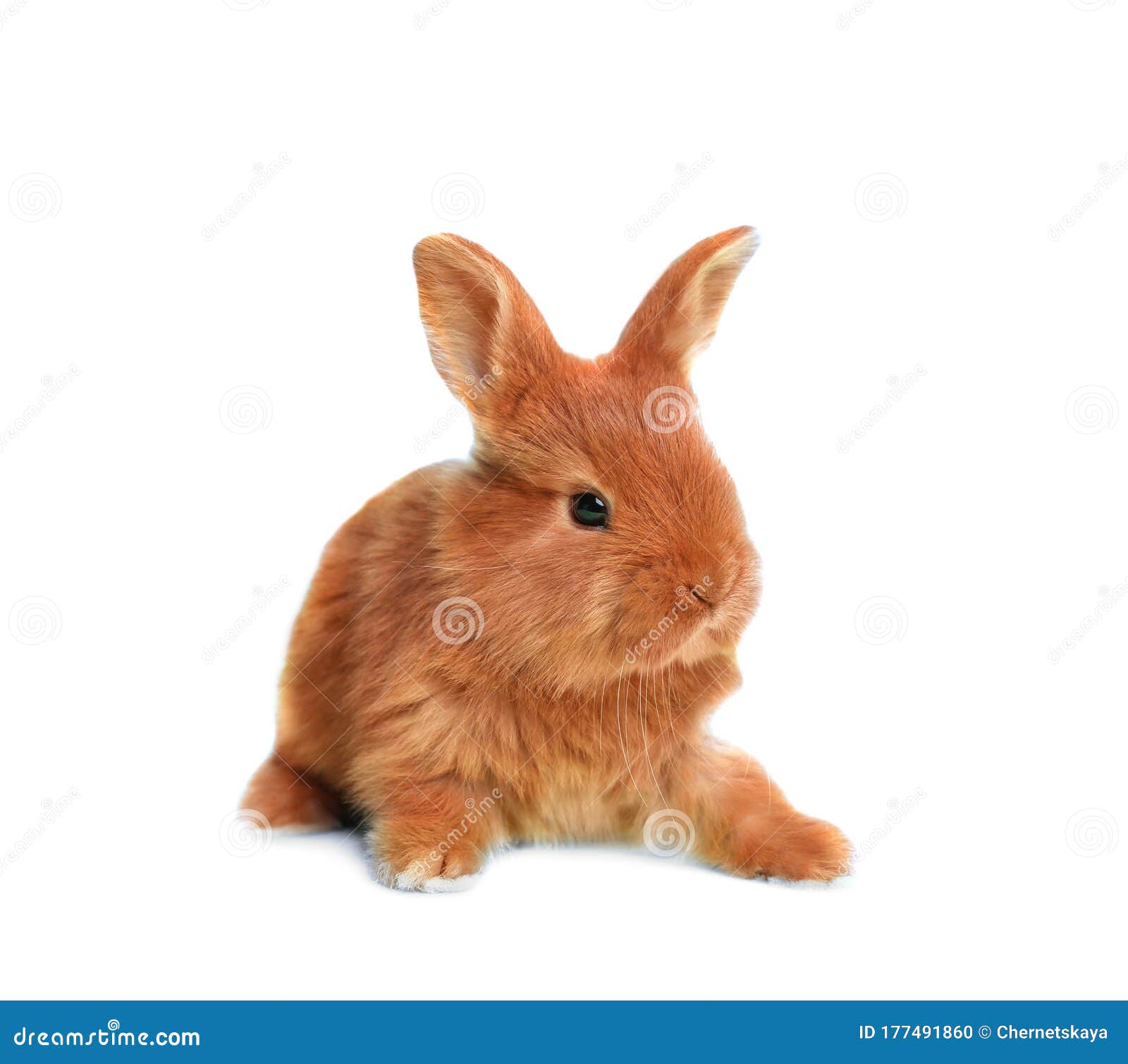 Adorable Fluffy Easter Bunny on Background Stock Photo - Image of ...