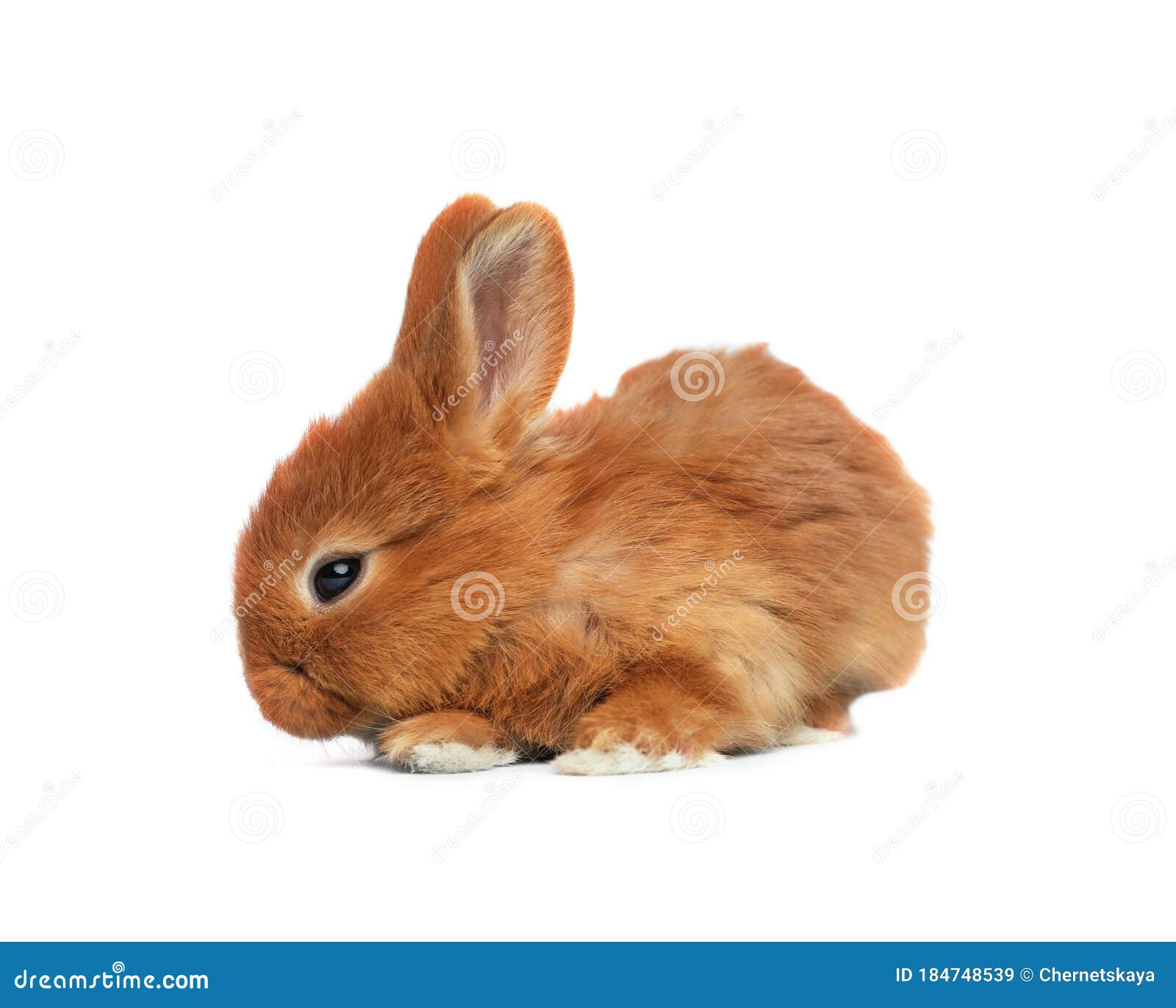 Adorable Fluffy Easter Bunny on Background Stock Image - Image of ...