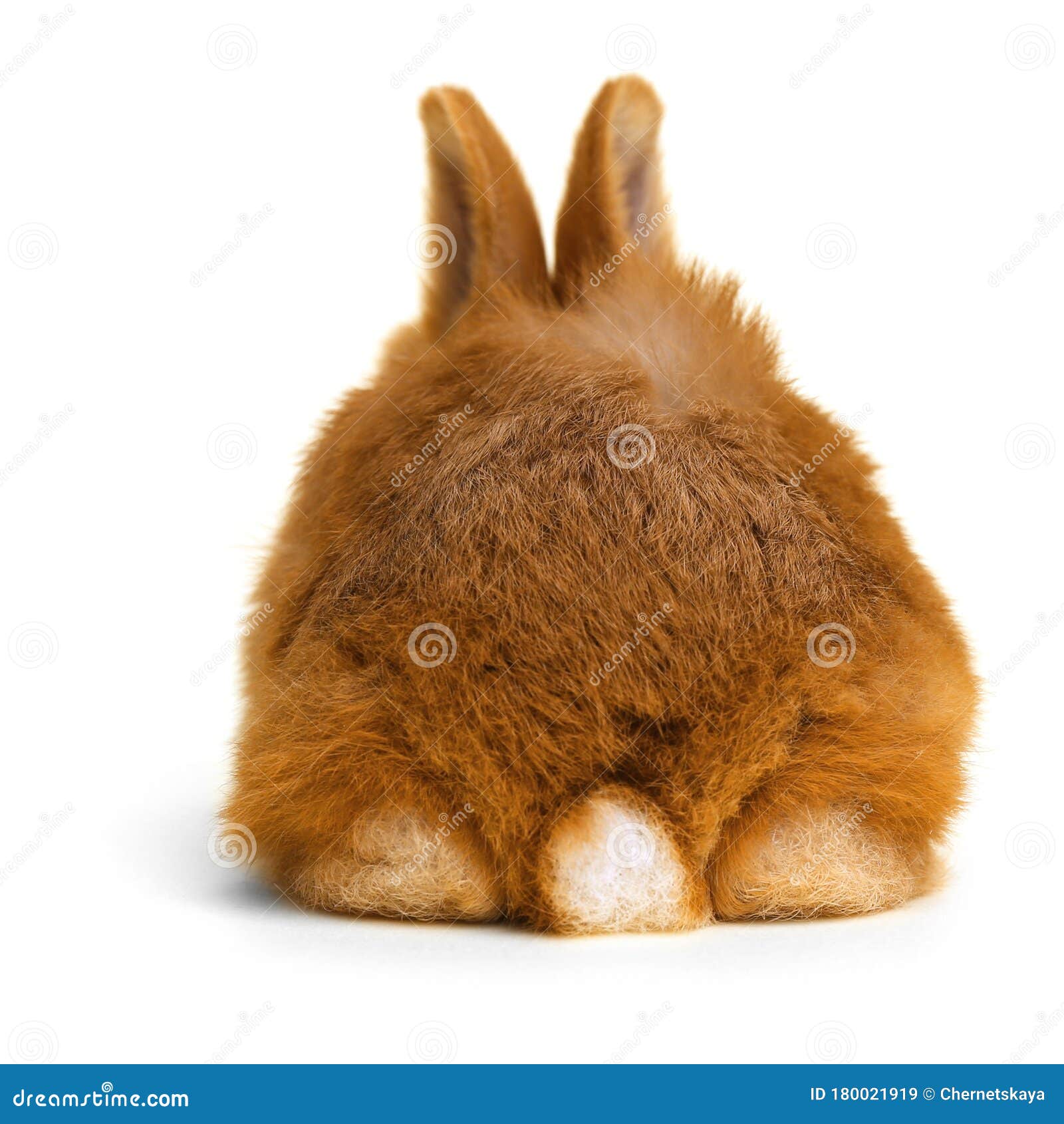 Adorable Fluffy Easter Bunny on Background, Back View Stock Image ...