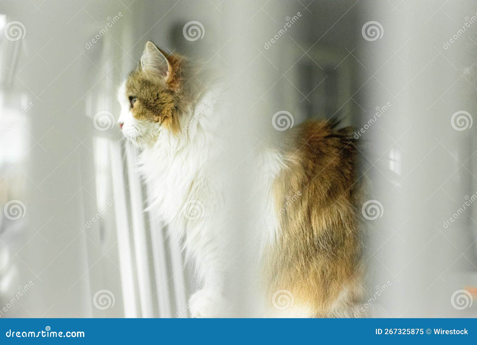 Adorable Fluffy Long-haired Cat Looking Left. Stock Image - Image of ...