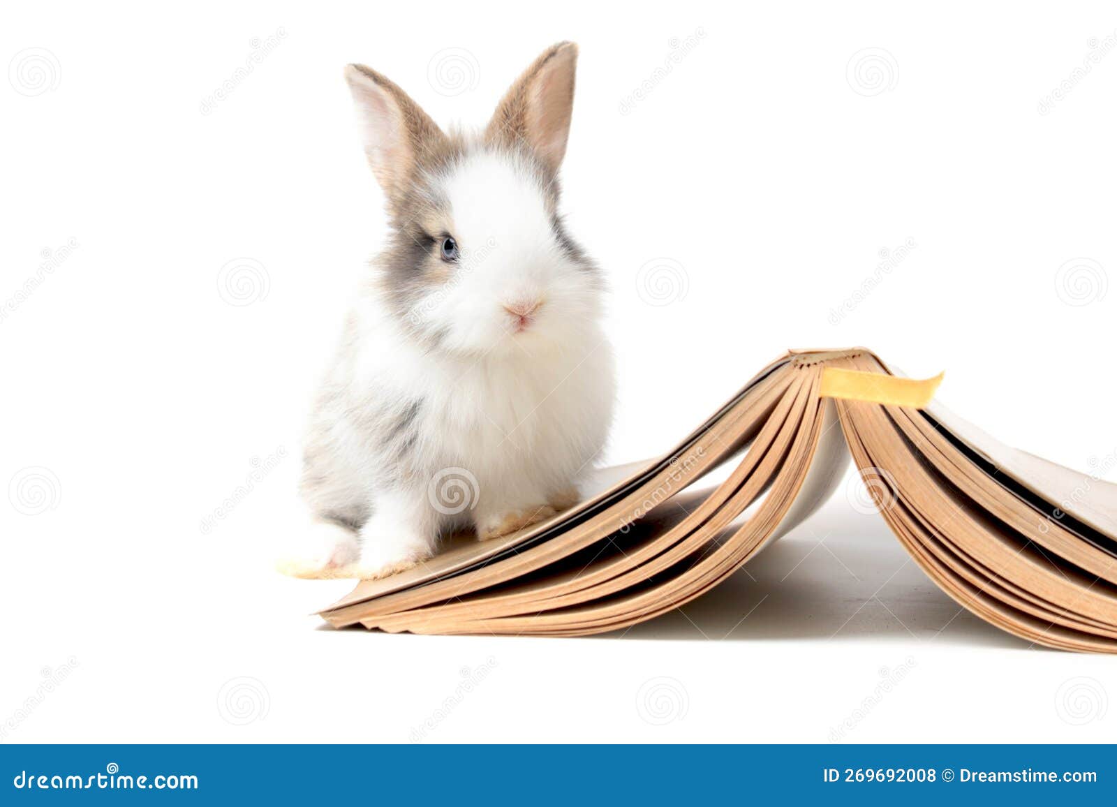 Adorable Fluffy Rabbit with Book on White Background, Symbol of ...