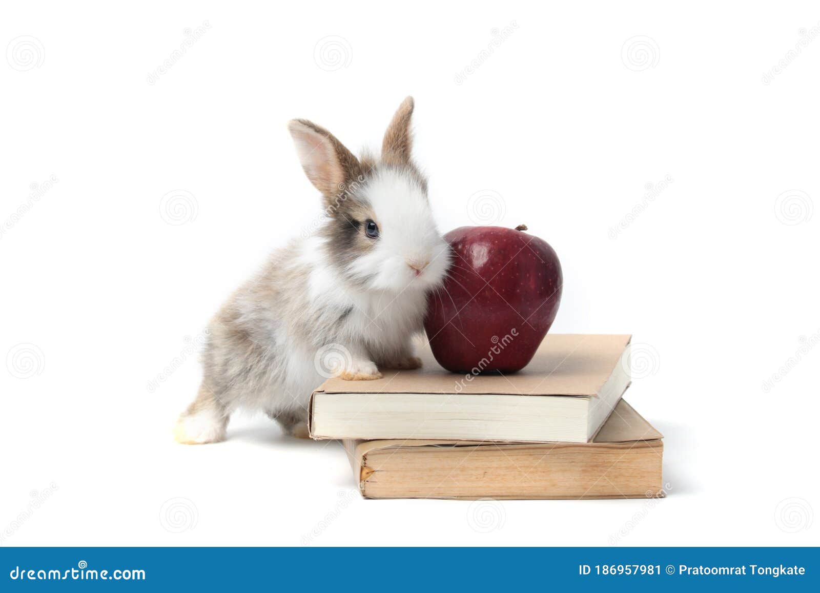 Rabbit Studying