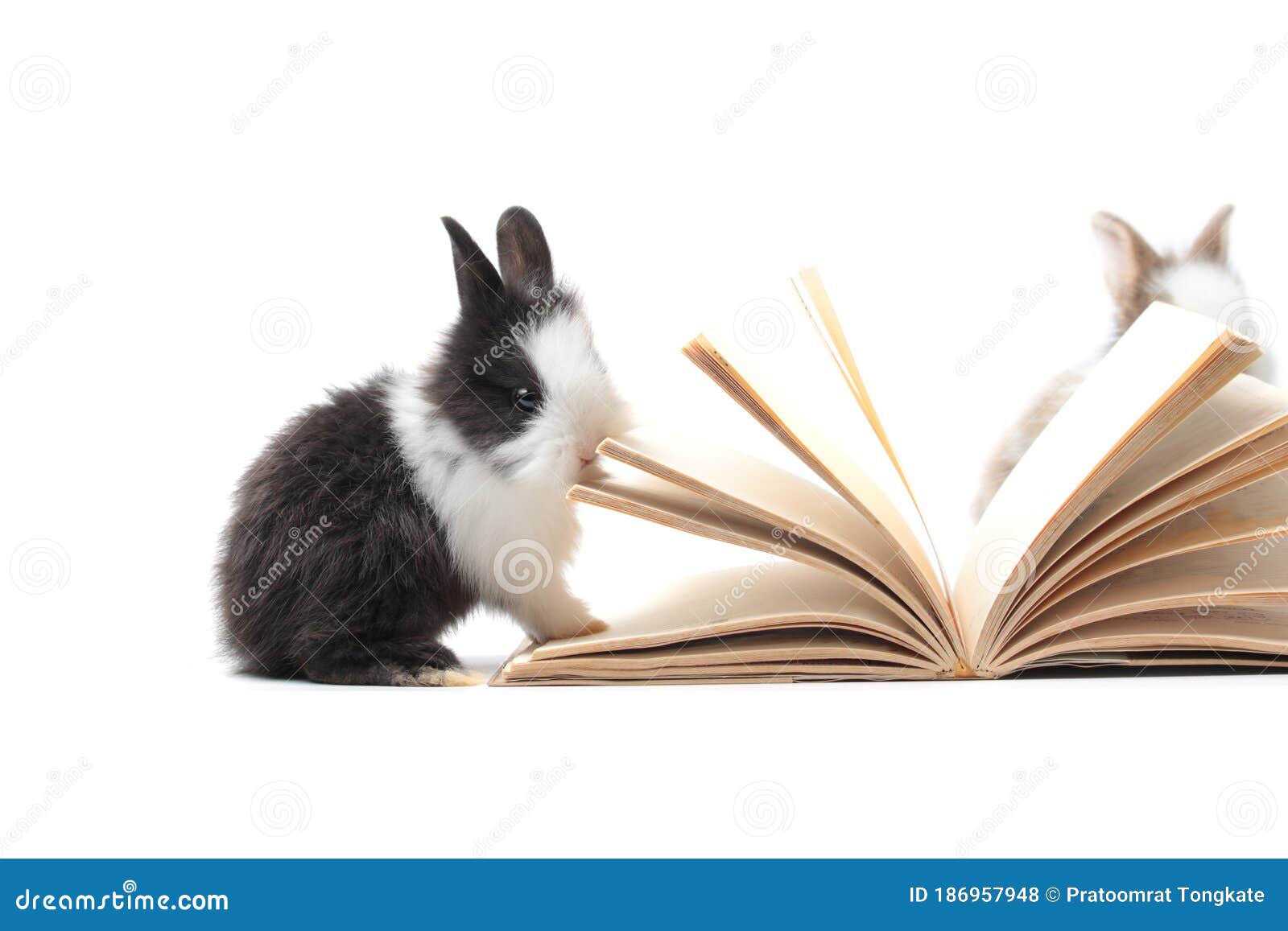 Rabbit Studying