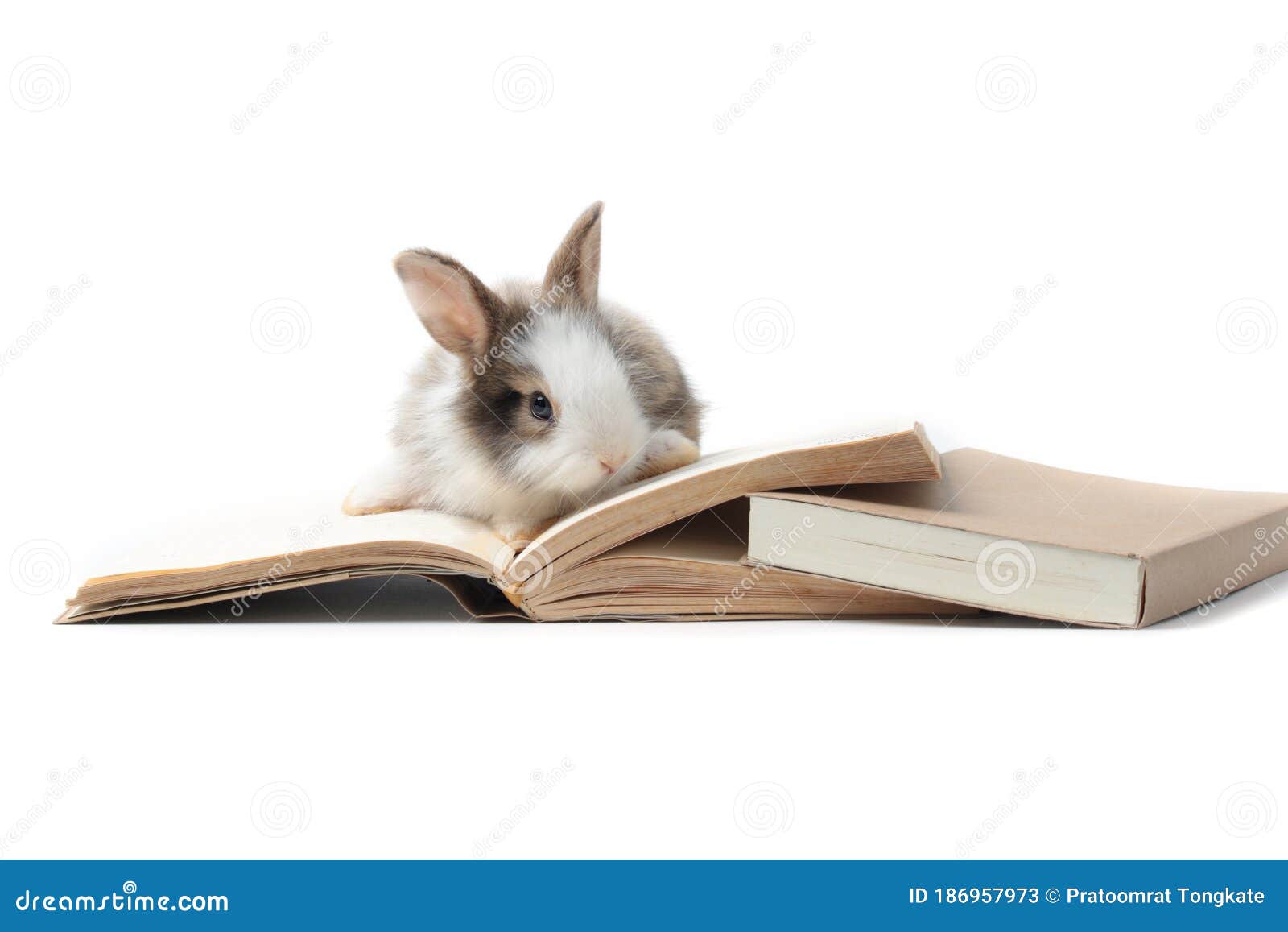 Adorable Fluffy Rabbits with Book Symbol of Knowledge, Learning and ...