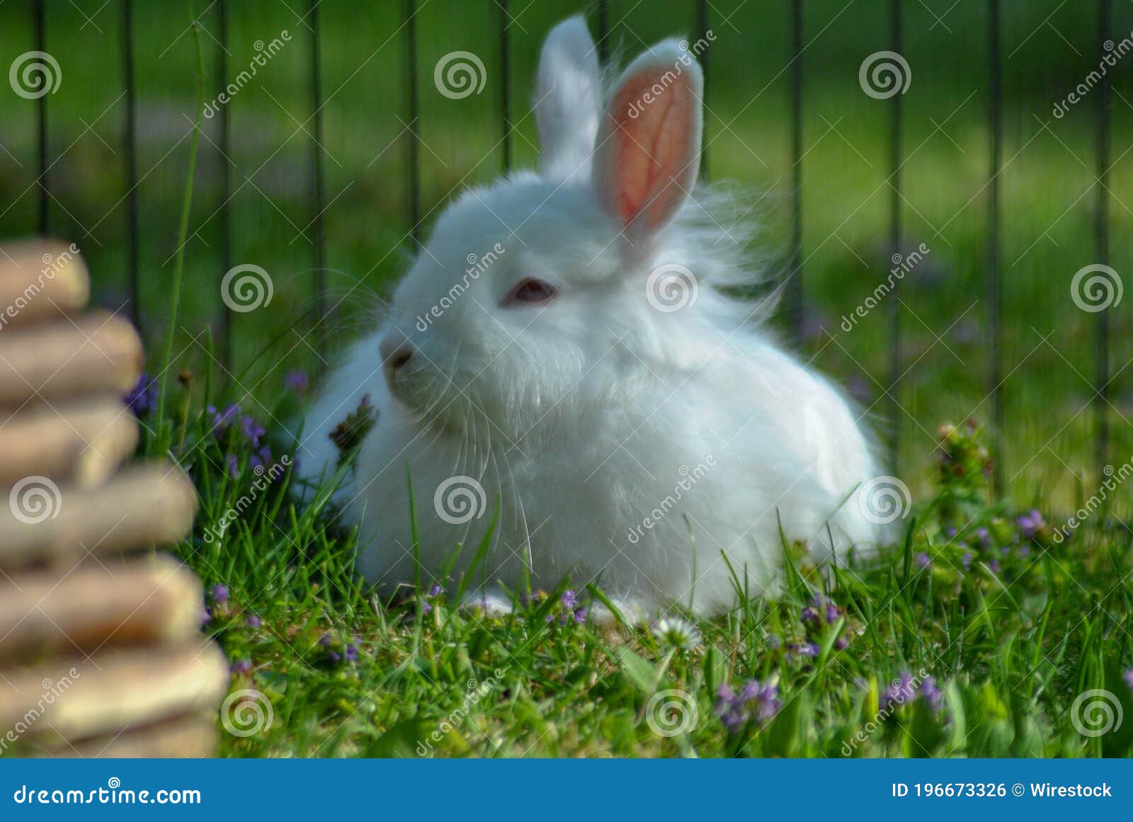 Adorable and Fluffy White Rabbit on the Grass Stock Photo - Image of ...