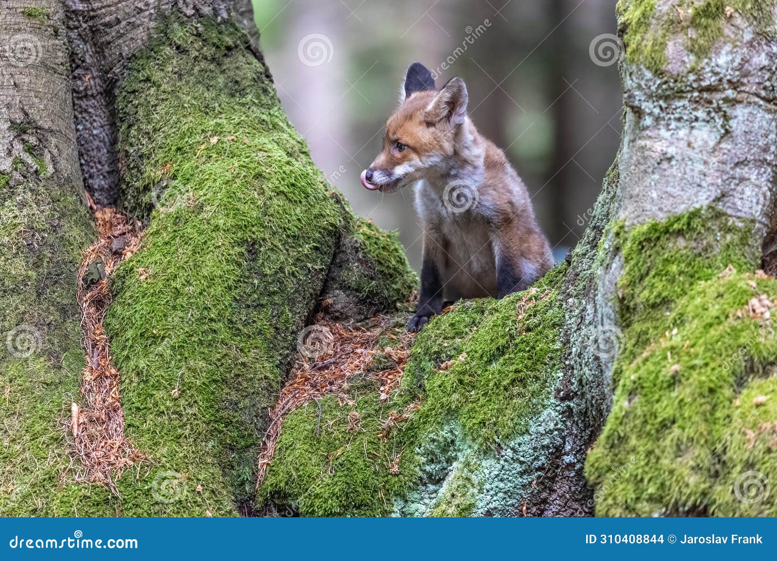 Adorable Fox is Posing in the Forest between Two Trees Stock Photo ...