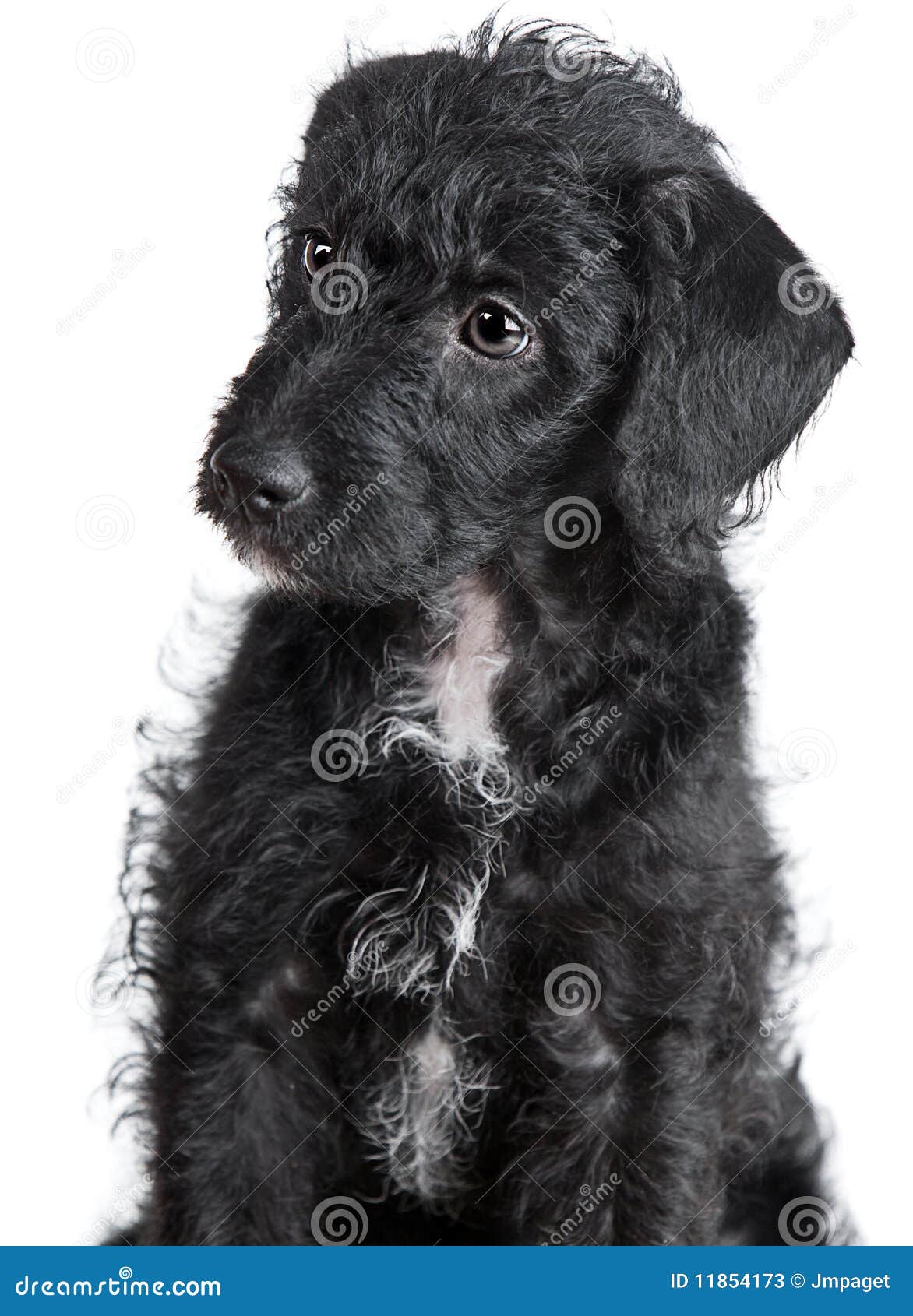 Adorable Gato-uno-Doodle El Perrito Imagen de archivo - Imagen de perro ...