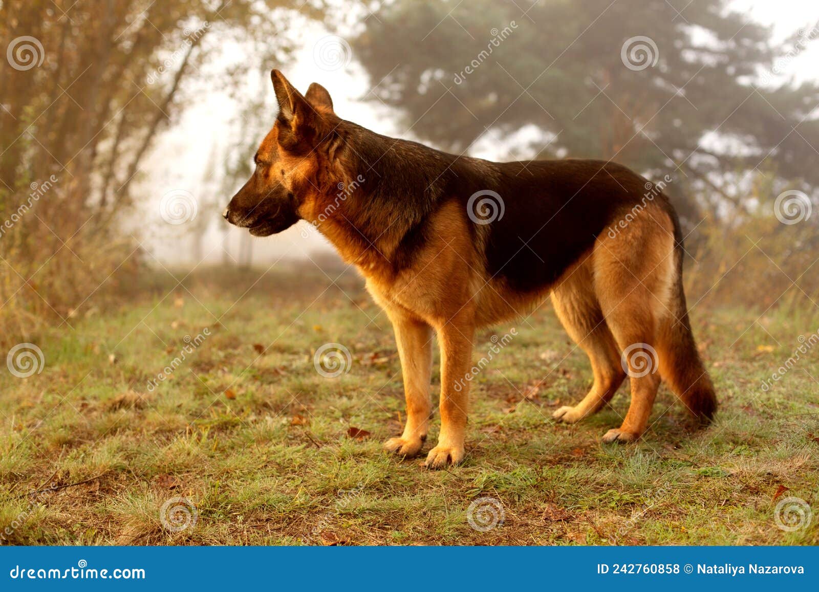 Adorable German Shepherd Standing in the Grass Stock Photo - Image of ...
