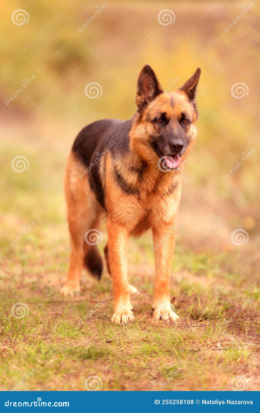 Adorable German Shepherd Standing in the Grass Stock Photo - Image of ...