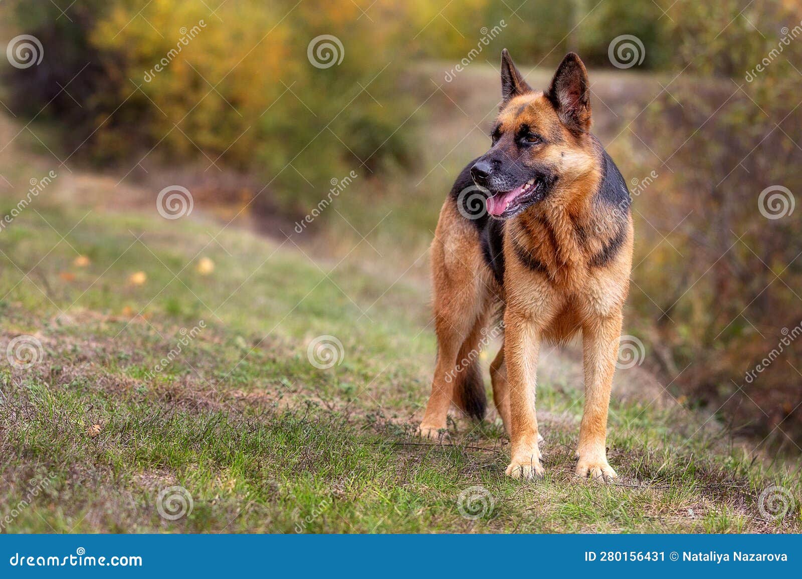 Adorable German Shepherd Standing in the Grass Stock Image - Image of ...