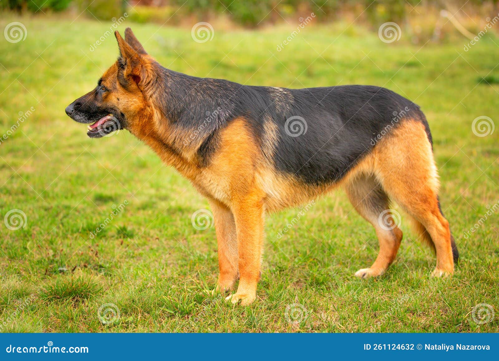 Adorable German Shepherd Standing in Green Grass Stock Photo - Image of ...