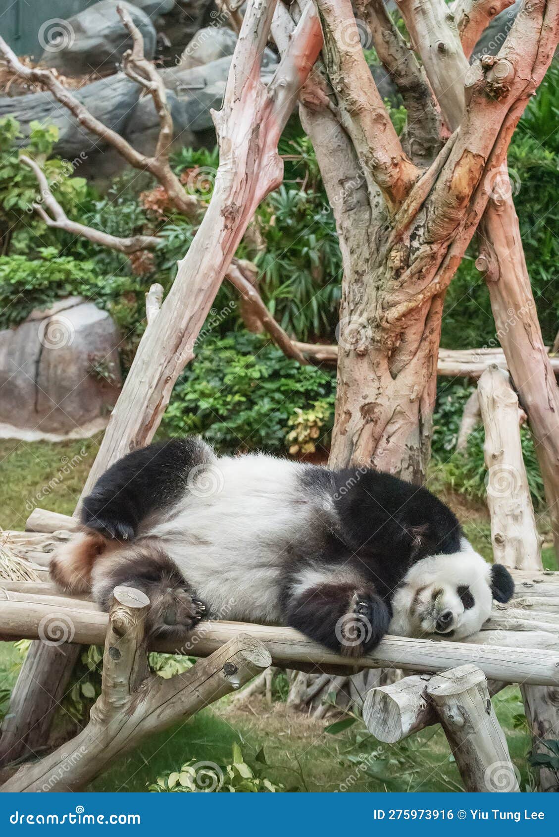 Sleeping panda bear stock photo. Image of reserve, giant - 275973916