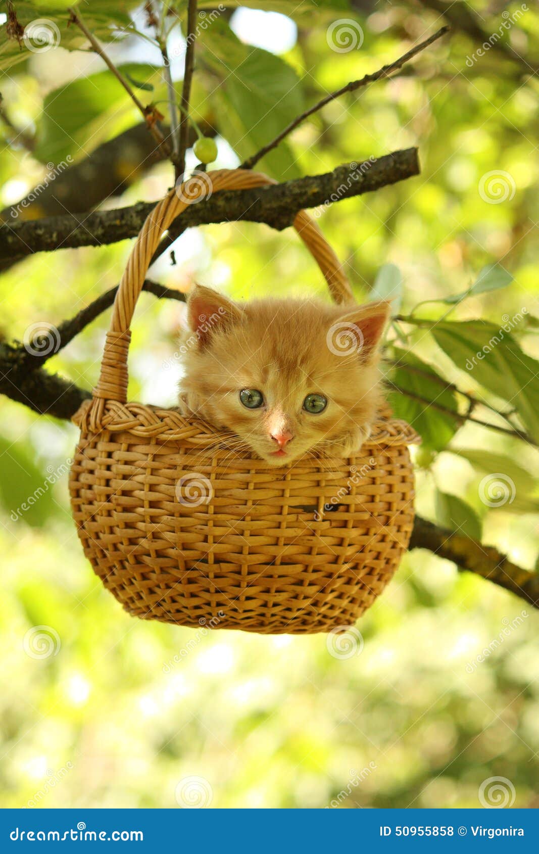 Adorable Ginger Kitten Sitting in the Basket Stock Photo - Image of ...