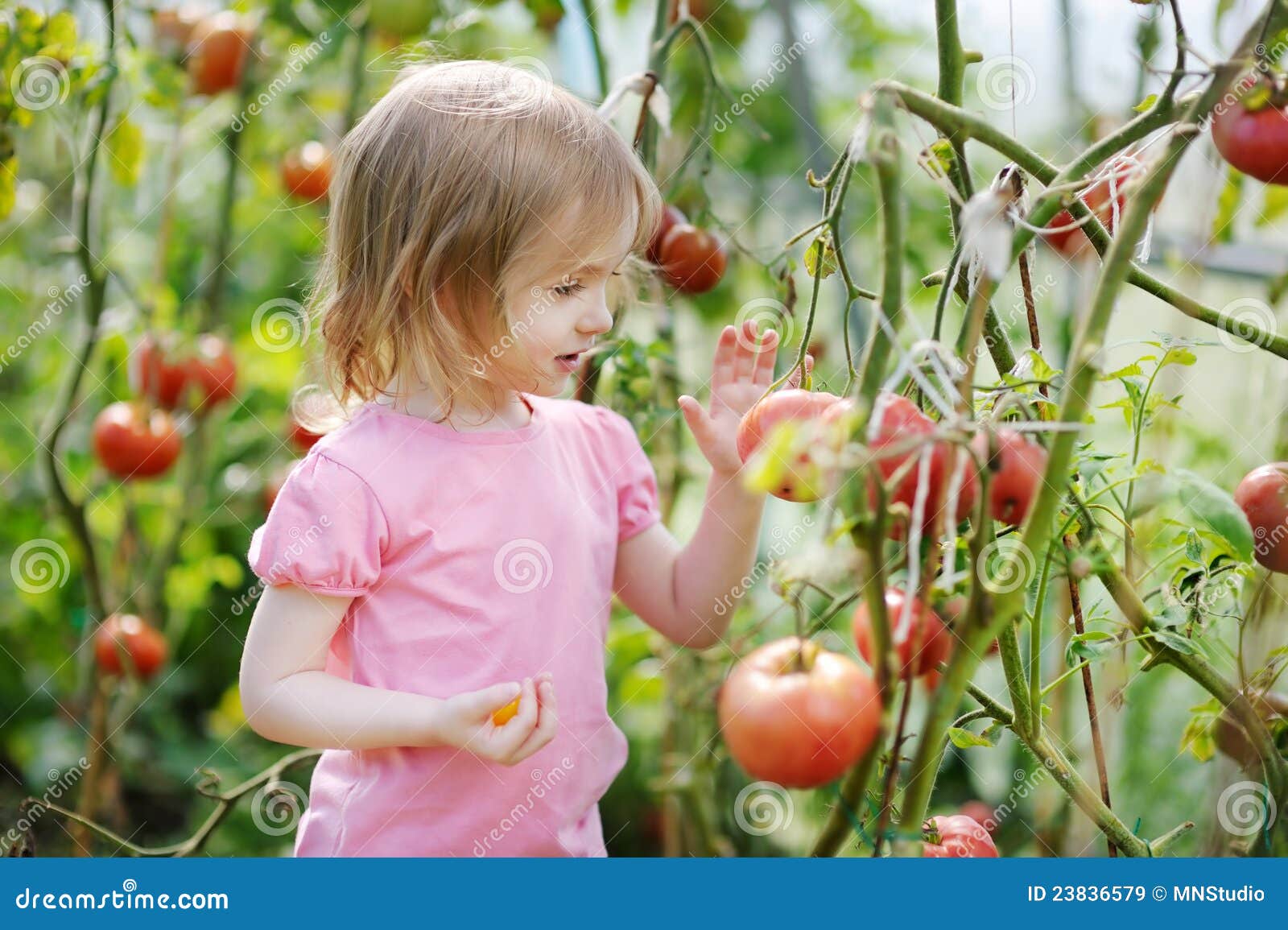 Adorable Girl Picking Tomatoes in a Garden Stock Image - Image of bush ...