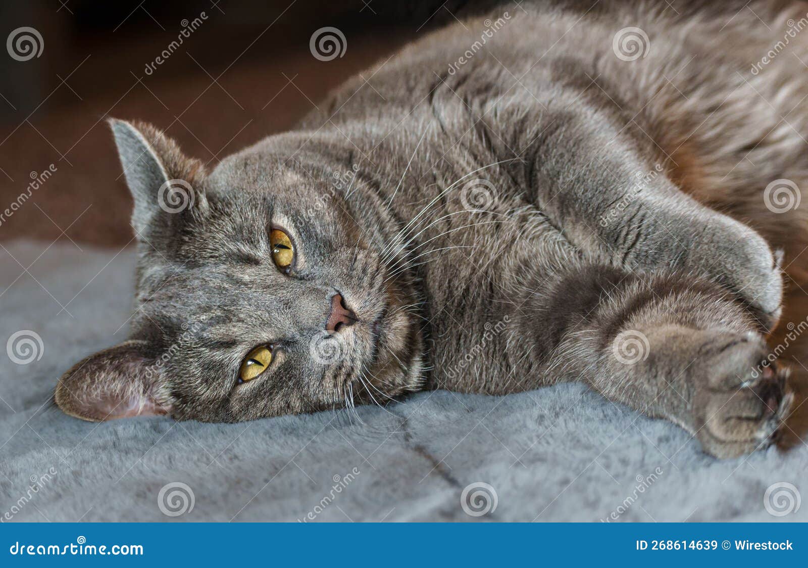 Adorable Gray Chartreux Cat Laying on the Carpet Stock Image - Image of ...