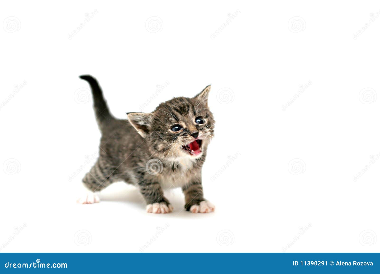 Adorable gray kitten stock image. Image of ears, mouth - 11390291