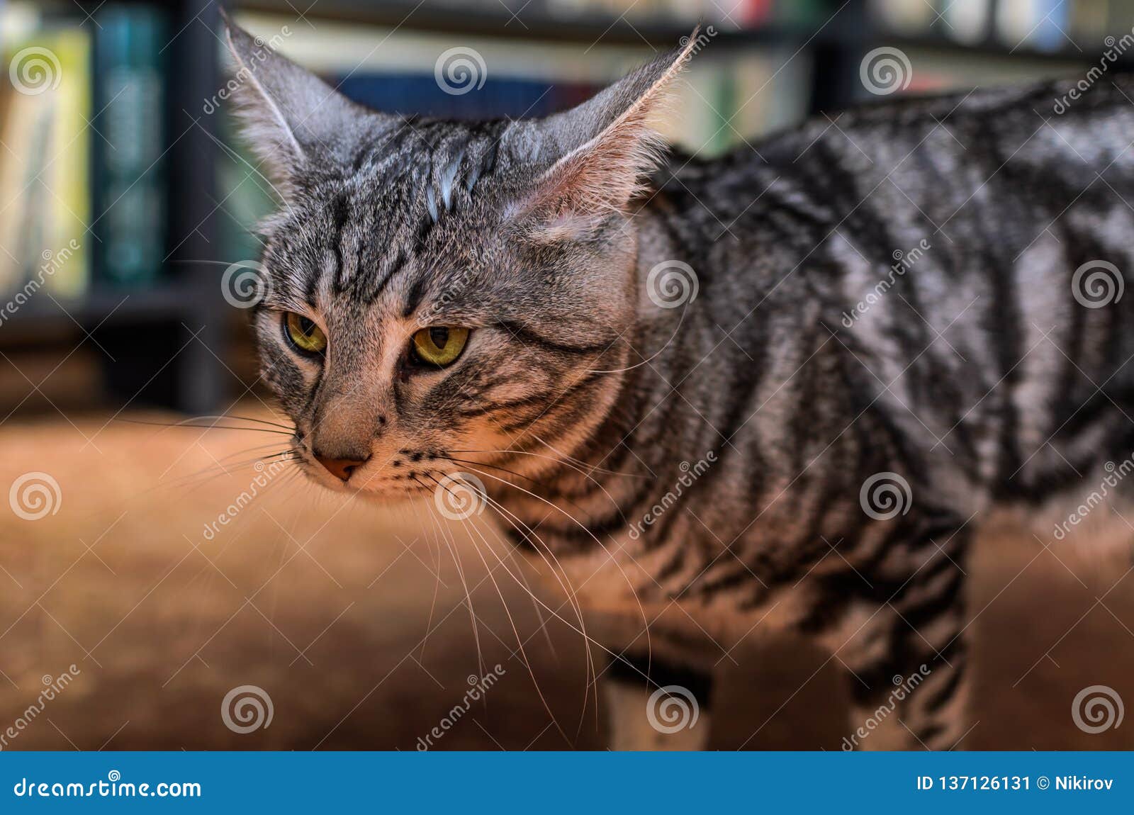 Adorable Gray Striped Cat at Home Stock Image - Image of portrait ...
