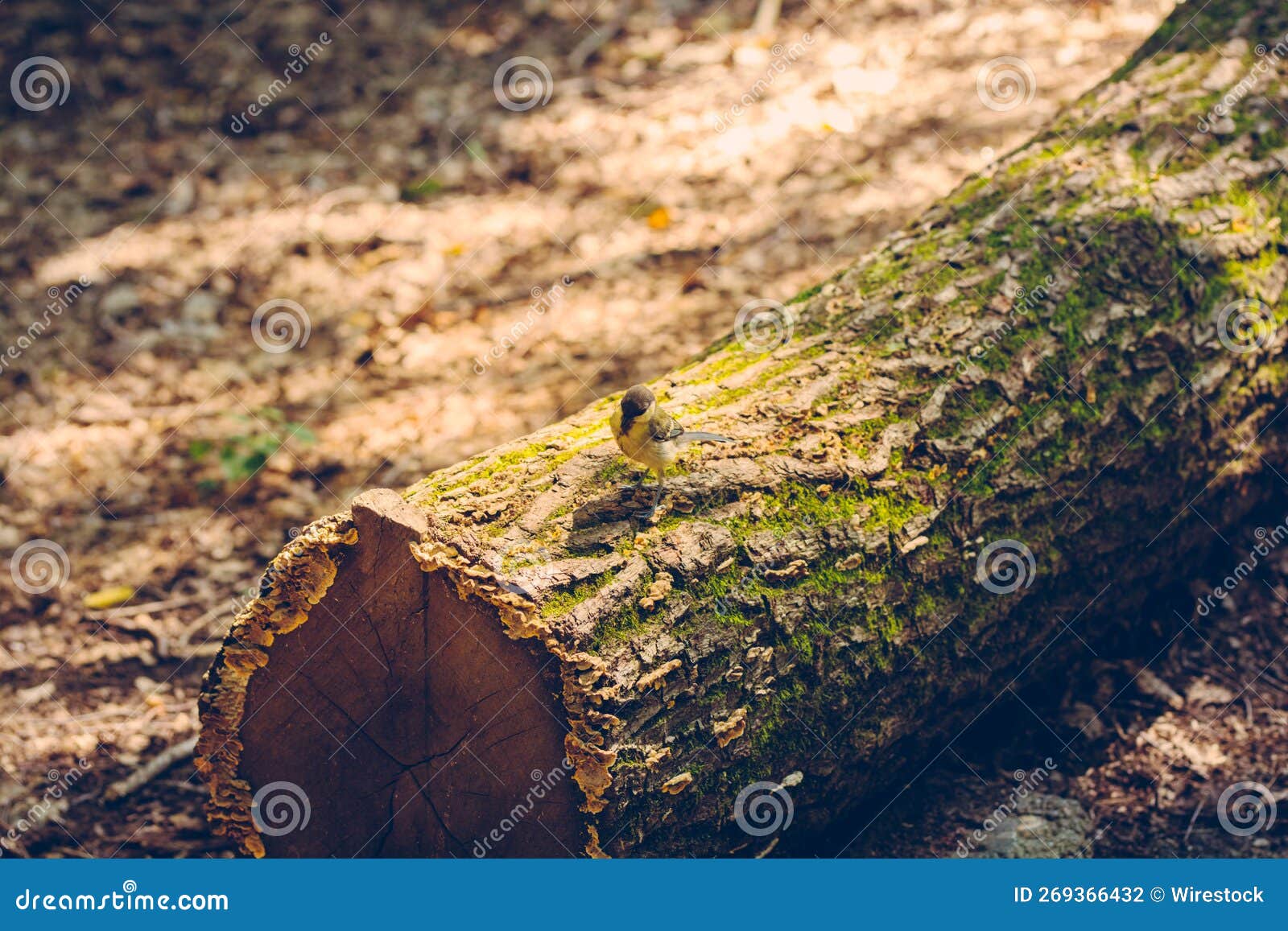 Adorable Great Tit Perching on the Broken Wooden Log Stock Photo ...