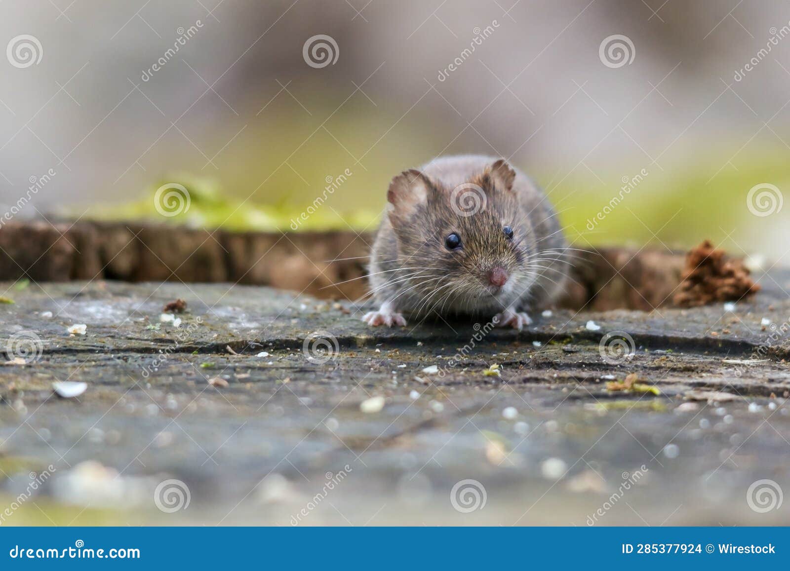 Adorable Grey Mouse on a Brown Wooden Surface Stock Photo - Image of ...