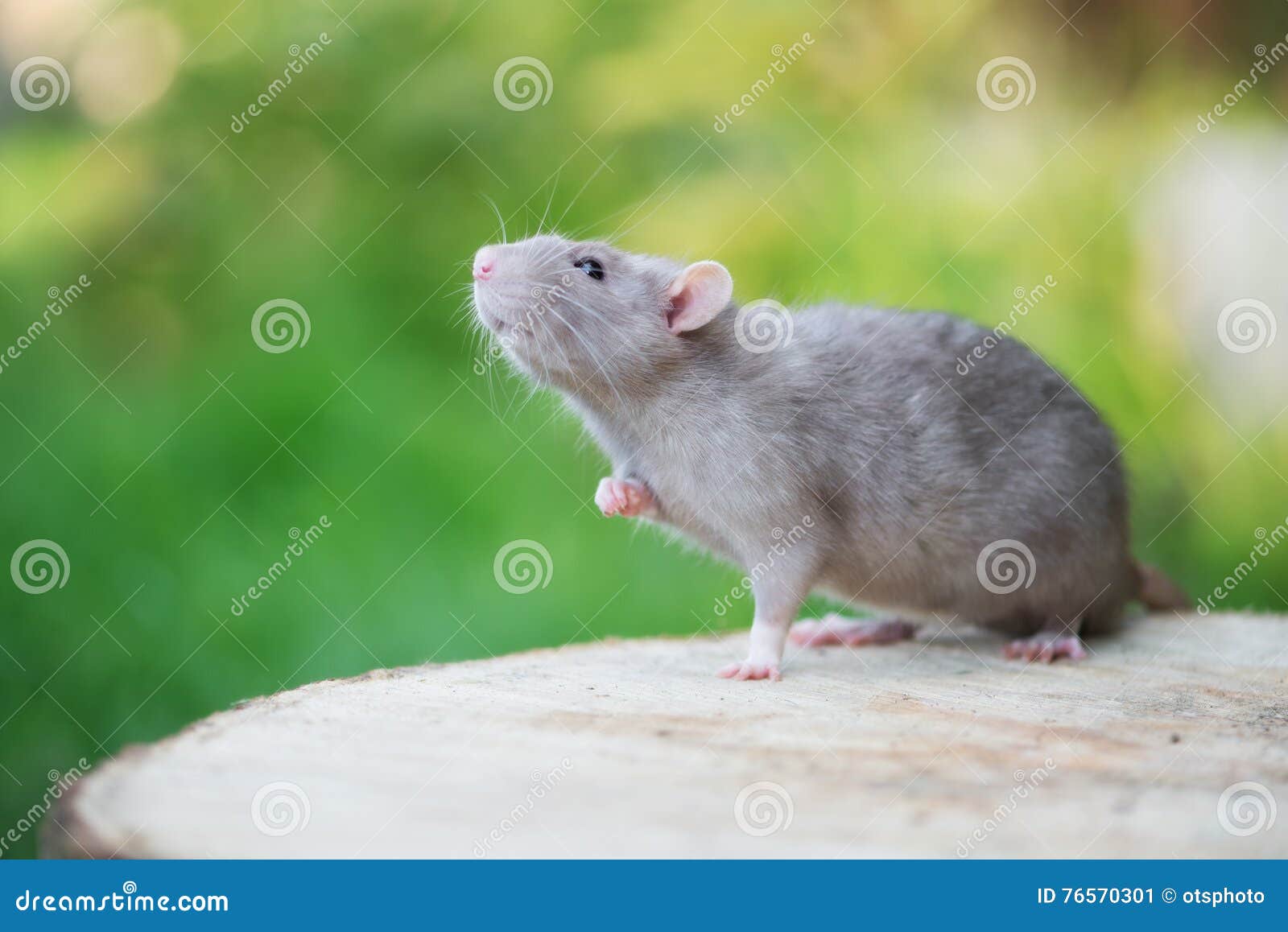 Adorable Grey Pet Rat Posing Outdoors Stock Image - Image of looking ...